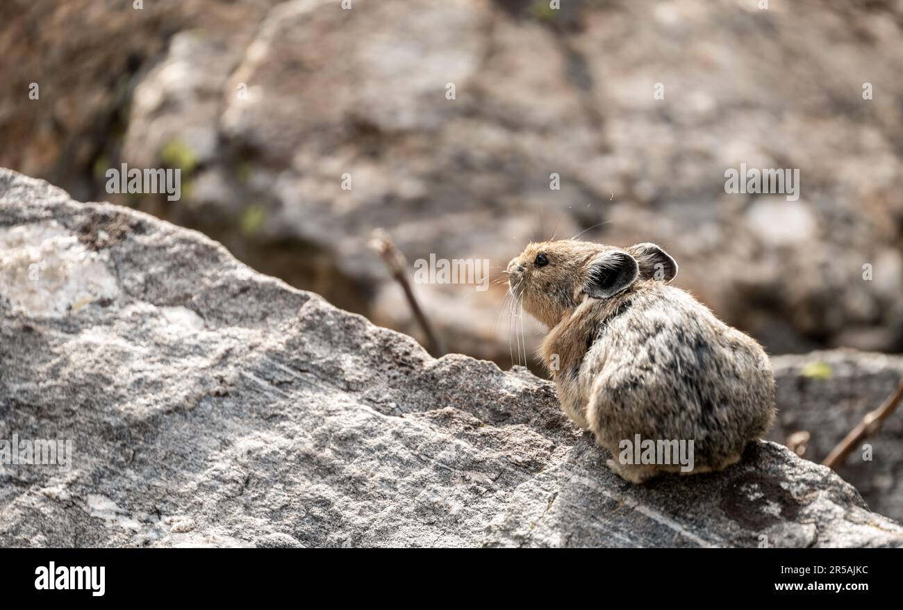 Behind Pika Sitting On Edge of Rock in Grand Teton mountains Stock ...