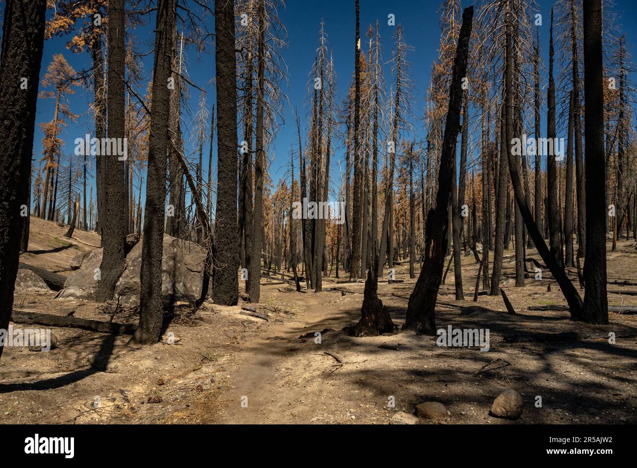 Barren Forest And Burned Trunks of Trees Along Pacific Crest Trail ...