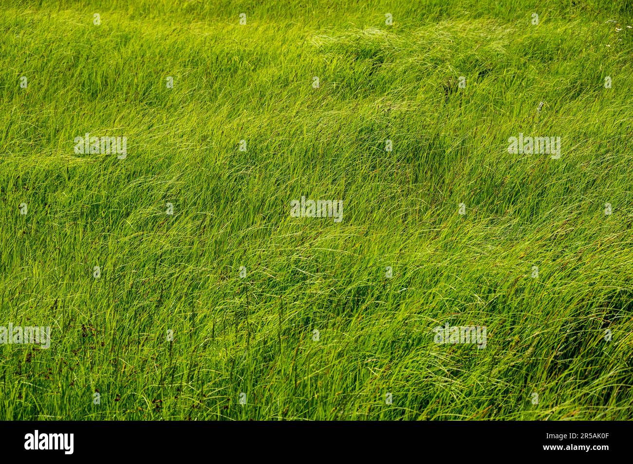 Bright Green Grass Blows In The Wind in Yellowstone Stock Photo - Alamy