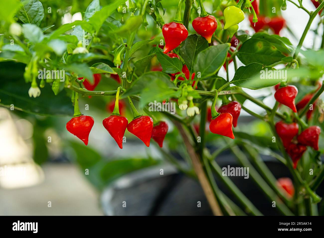 Growing own chili pepper in little garden on balcony. Red chili pepper ...