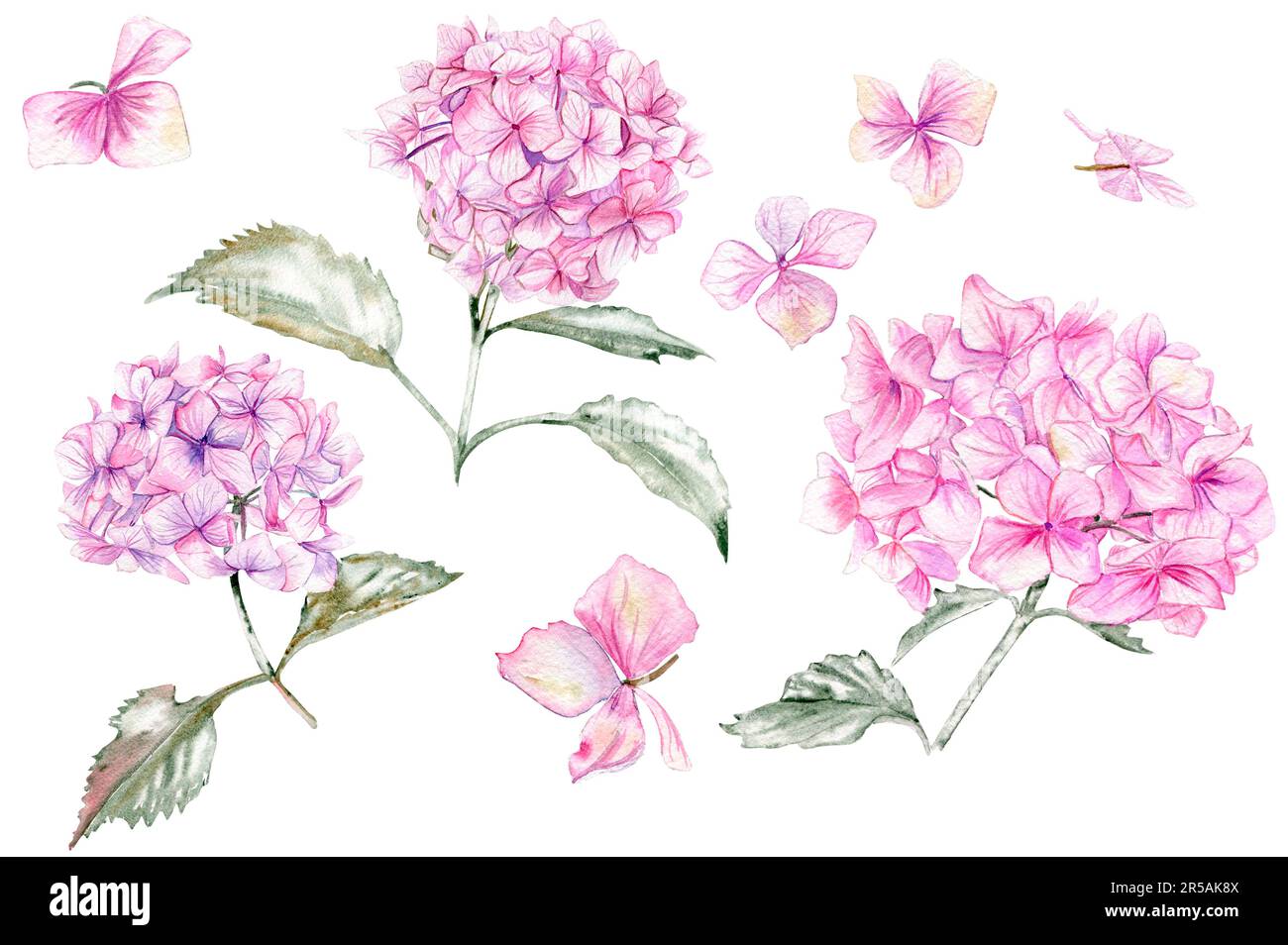Ball hydrangea Cut Out Stock Images & Pictures - Alamy