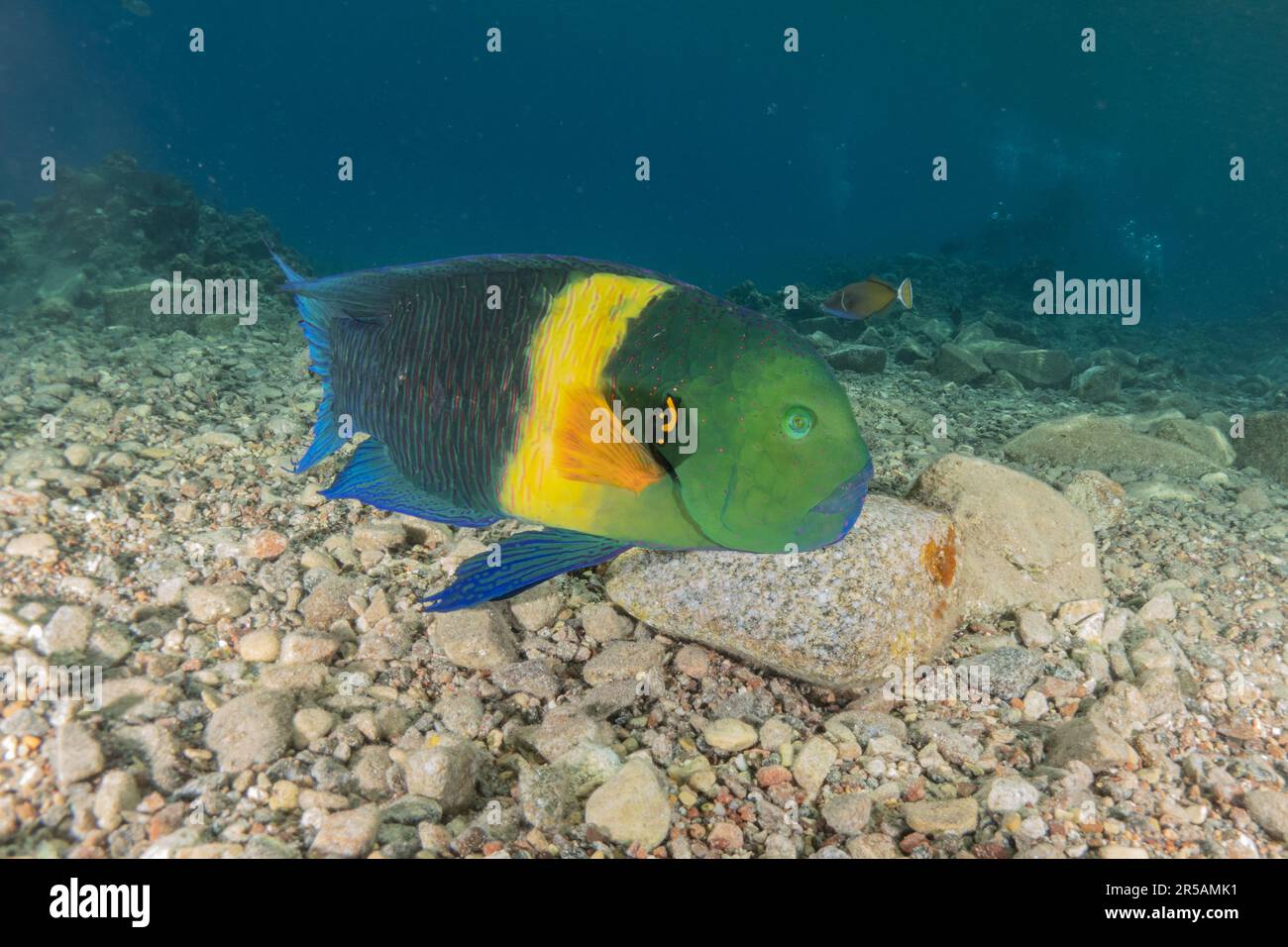 Fish swimming in the Red Sea, colorful fish, Eilat Israel Stock Photo ...