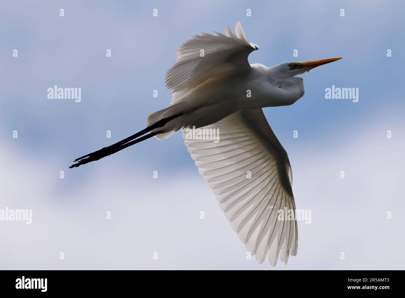 A white bird in flight, its wings spread wide, gliding through the air ...