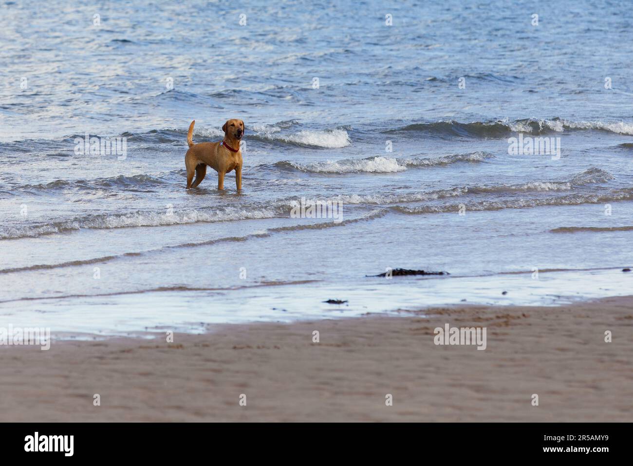An adorable golden retriever stands at the edge of the beach, ready to ...