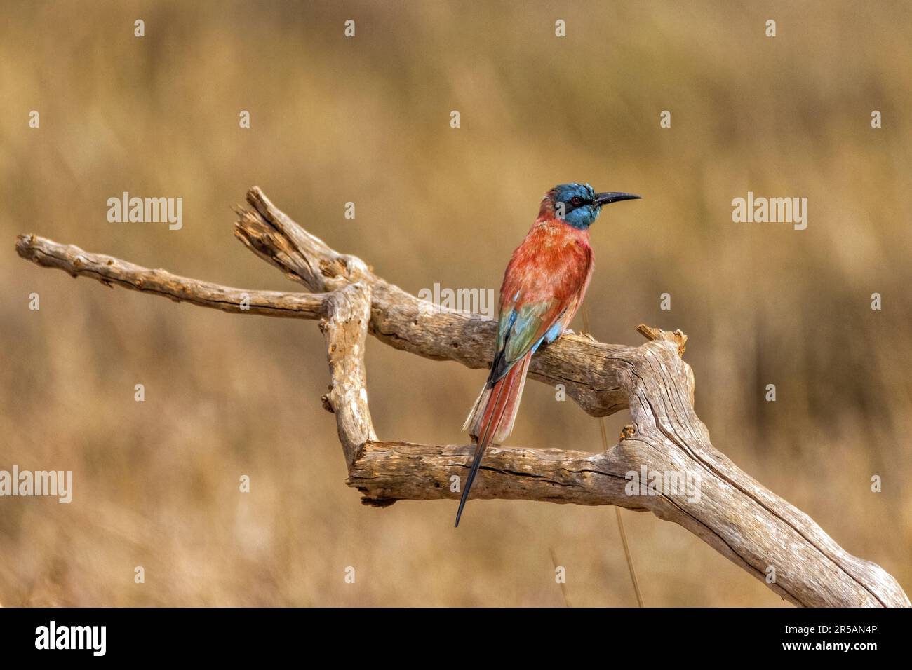 Southern carmine bee-eater (Merops nubicoides), Tsavo west park, Kenya ...