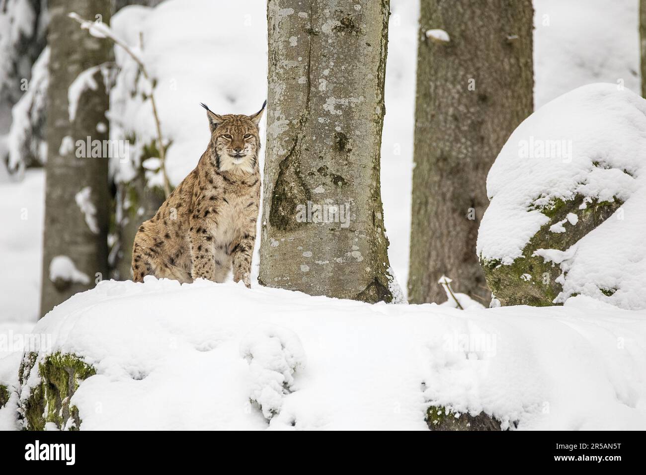 Eurasian lynx (Lynx lynx) Germany, Europe Stock Photo - Alamy