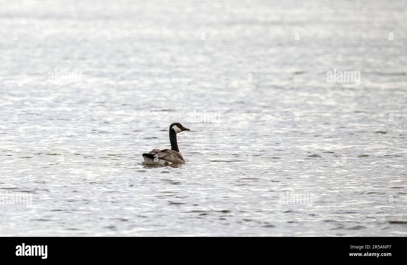 Canada goose swimming in the Mississippi River near Lilydale Regional ...