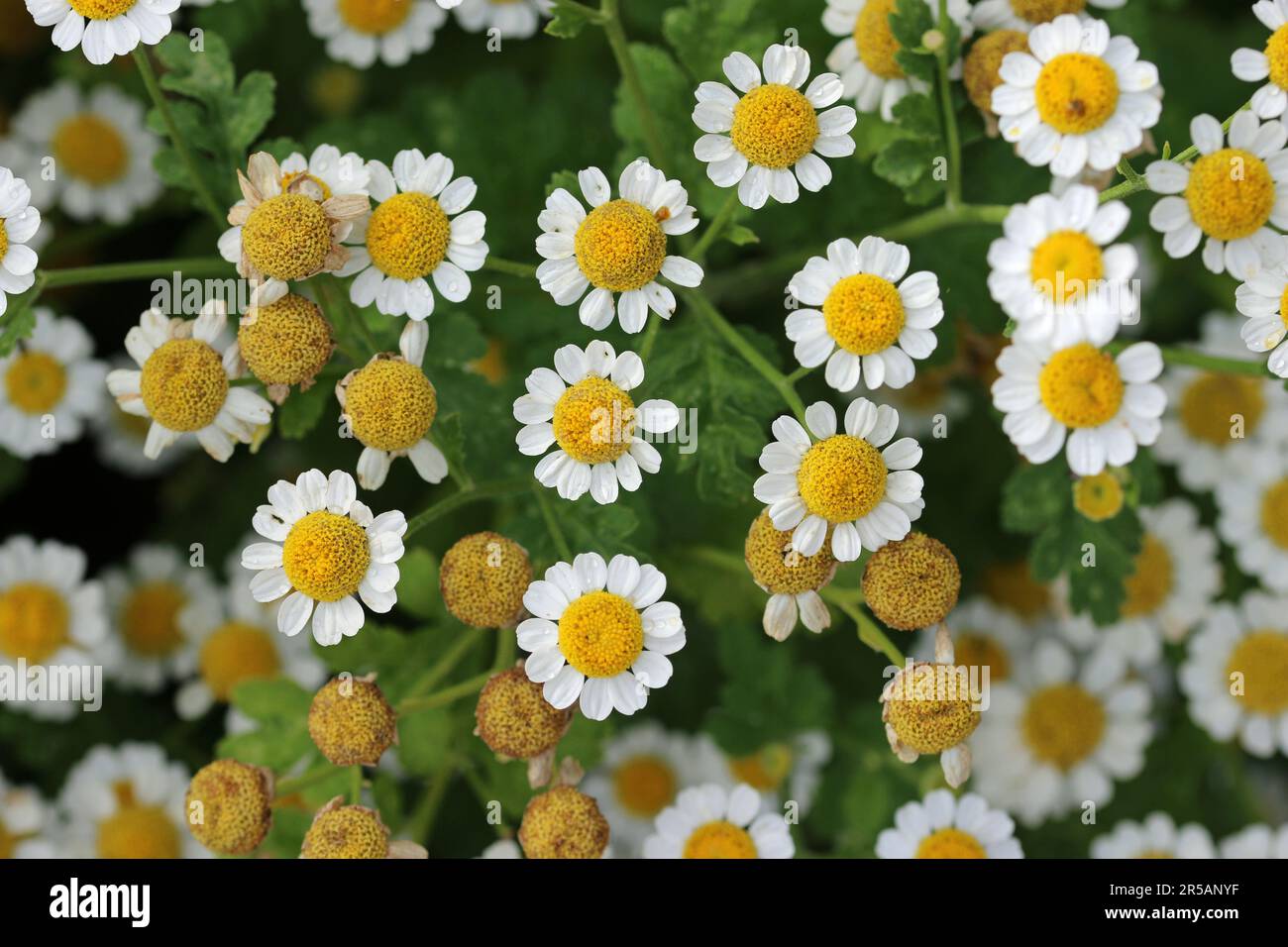 Feverfew, Tanacetum parthenium, white flowers with yellow centres in ...