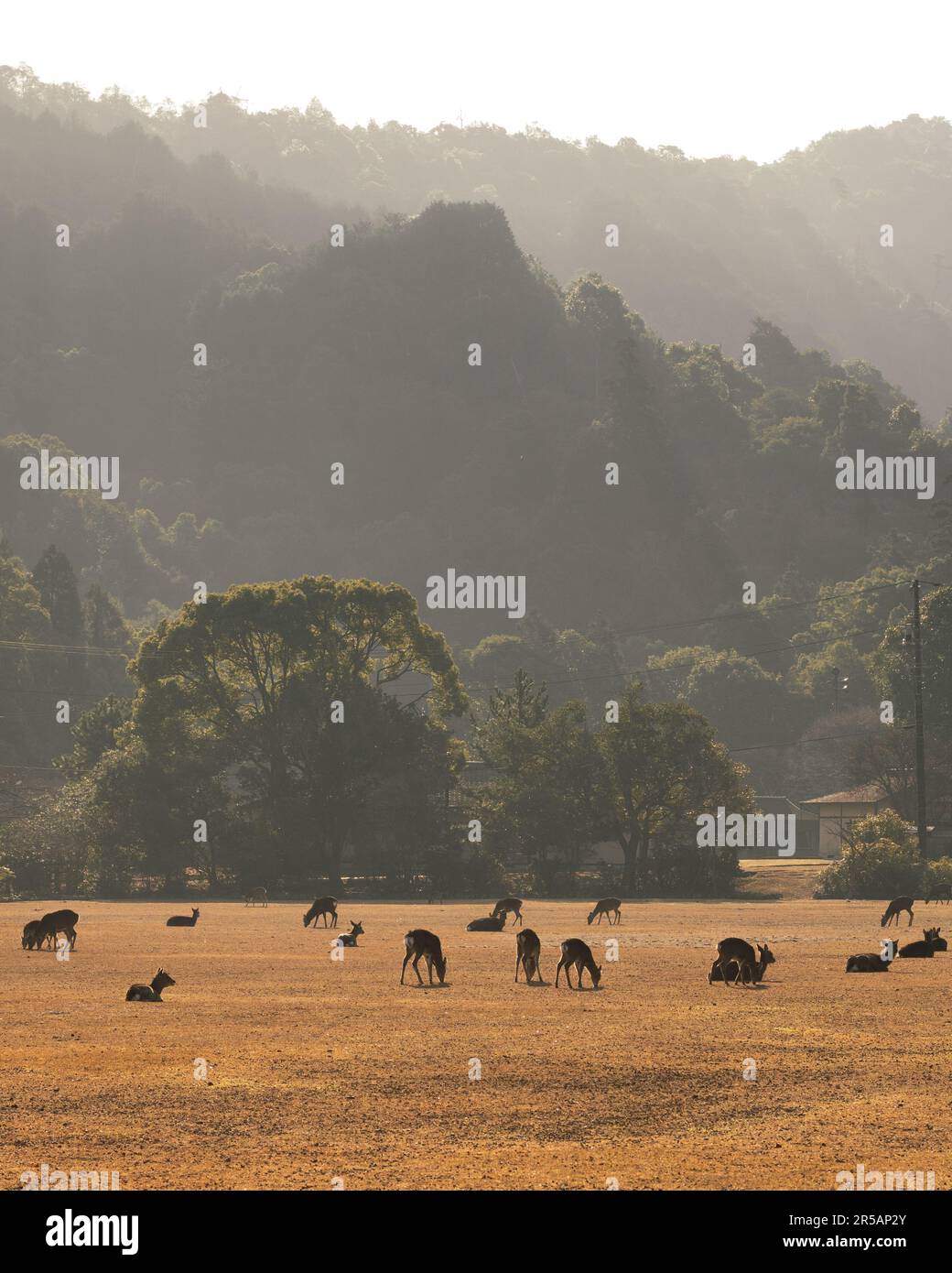 A large group of animals is pictured in an open, grassy field with a ...