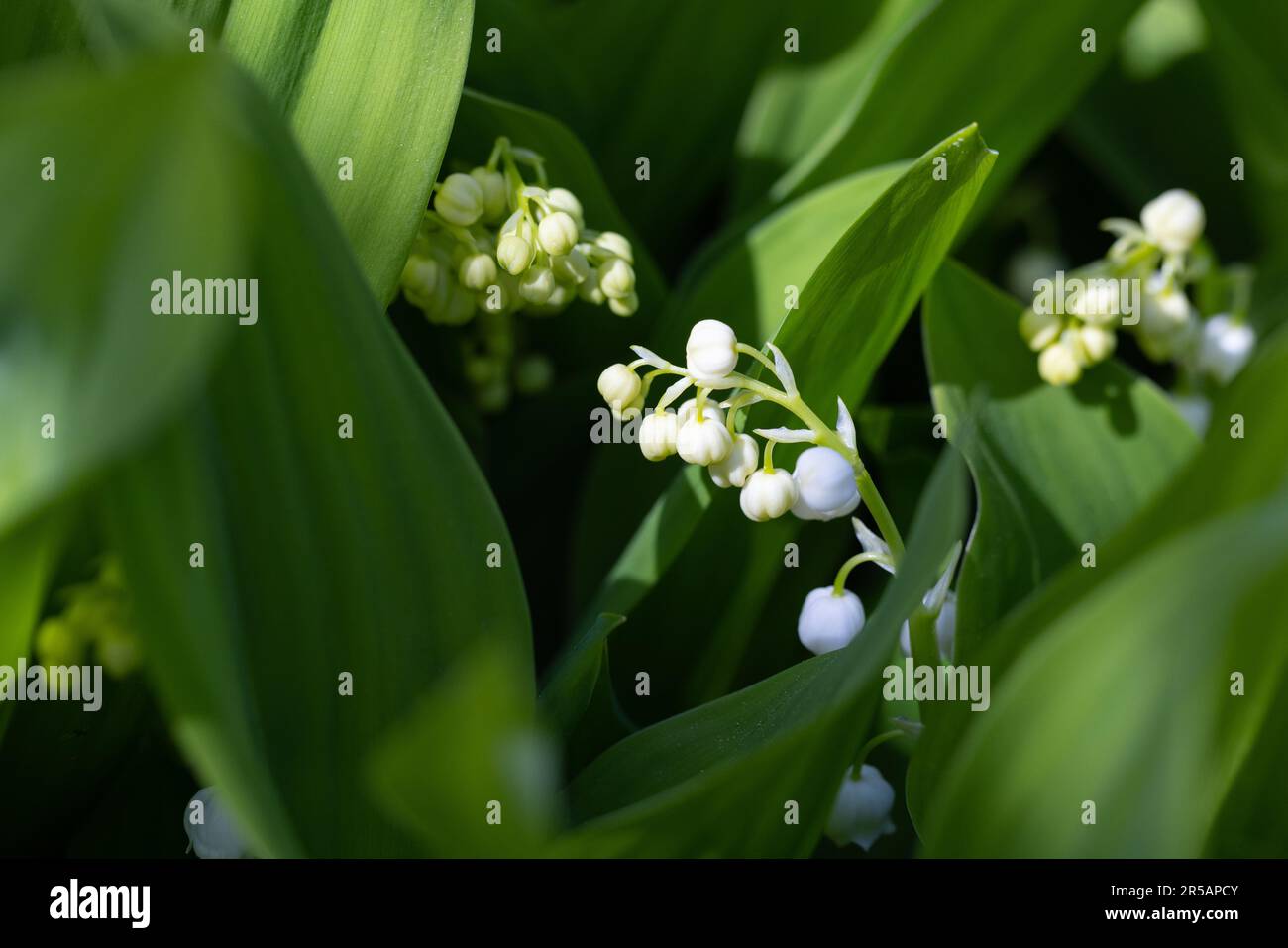 Buds of the Lily of the valley, close up photo of wild white flowers ...