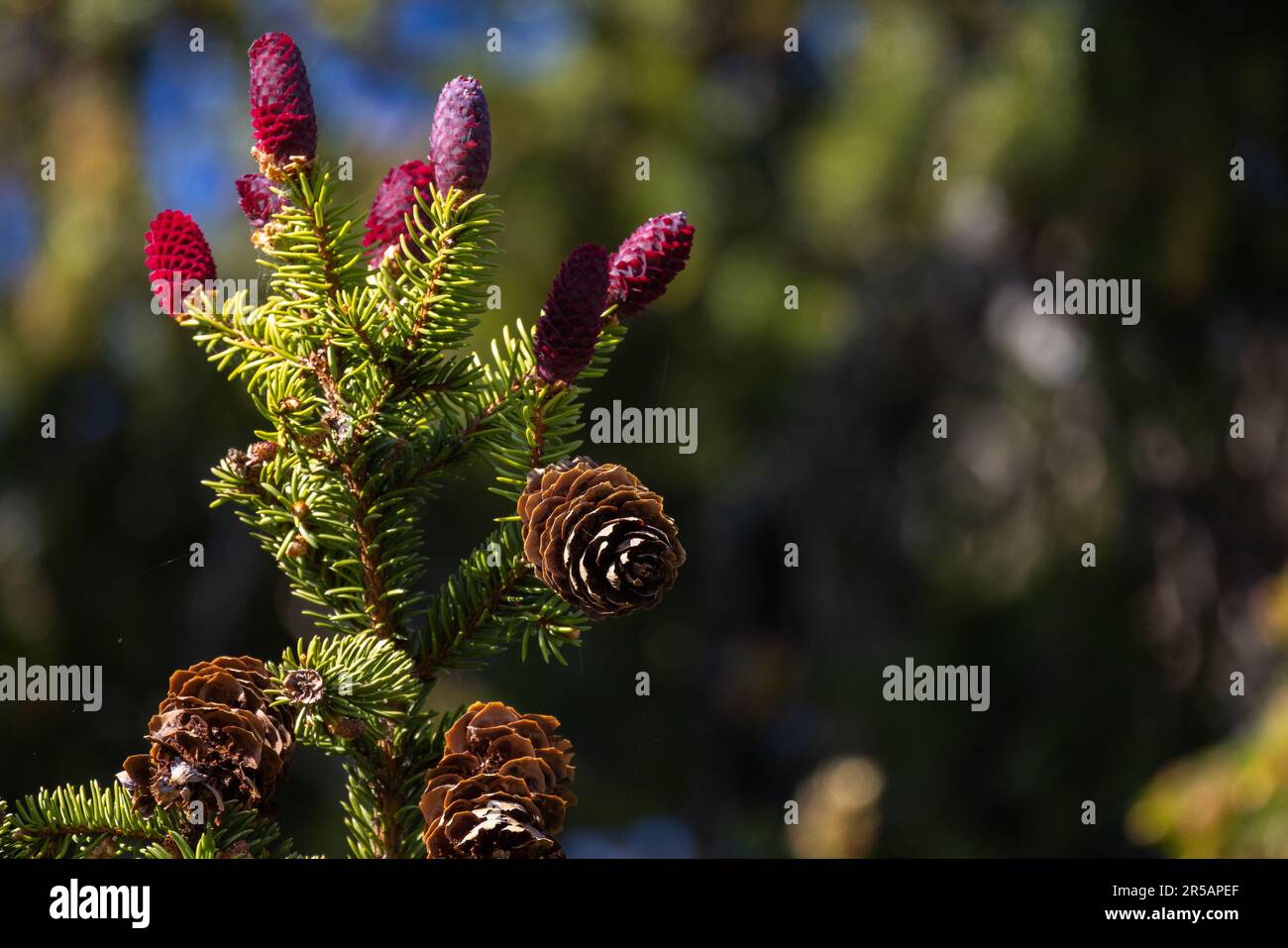 Purple pine cones hi-res stock photography and images - Alamy