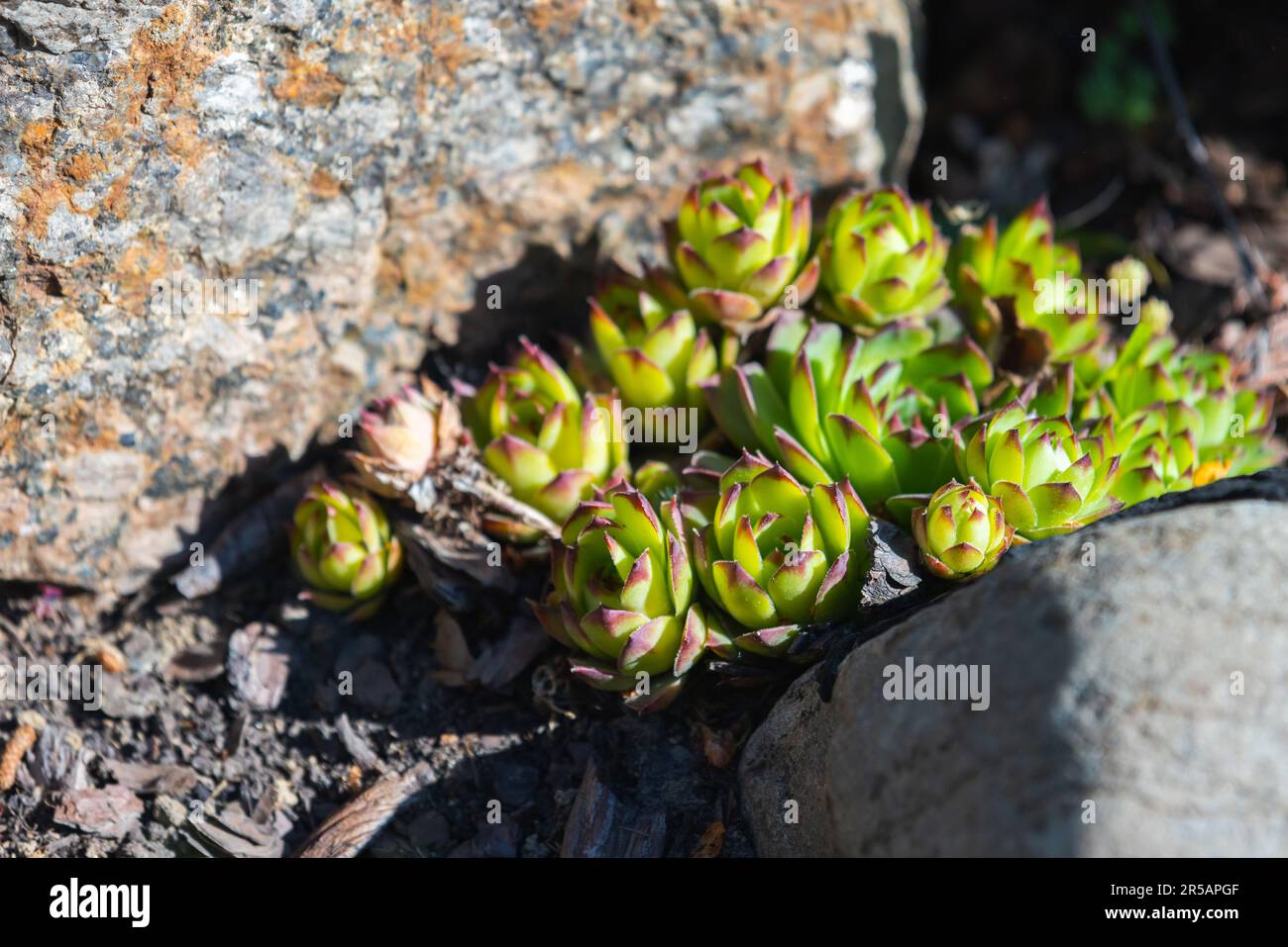 Sempervivum tectorum succulent hi-res stock photography and images - Alamy