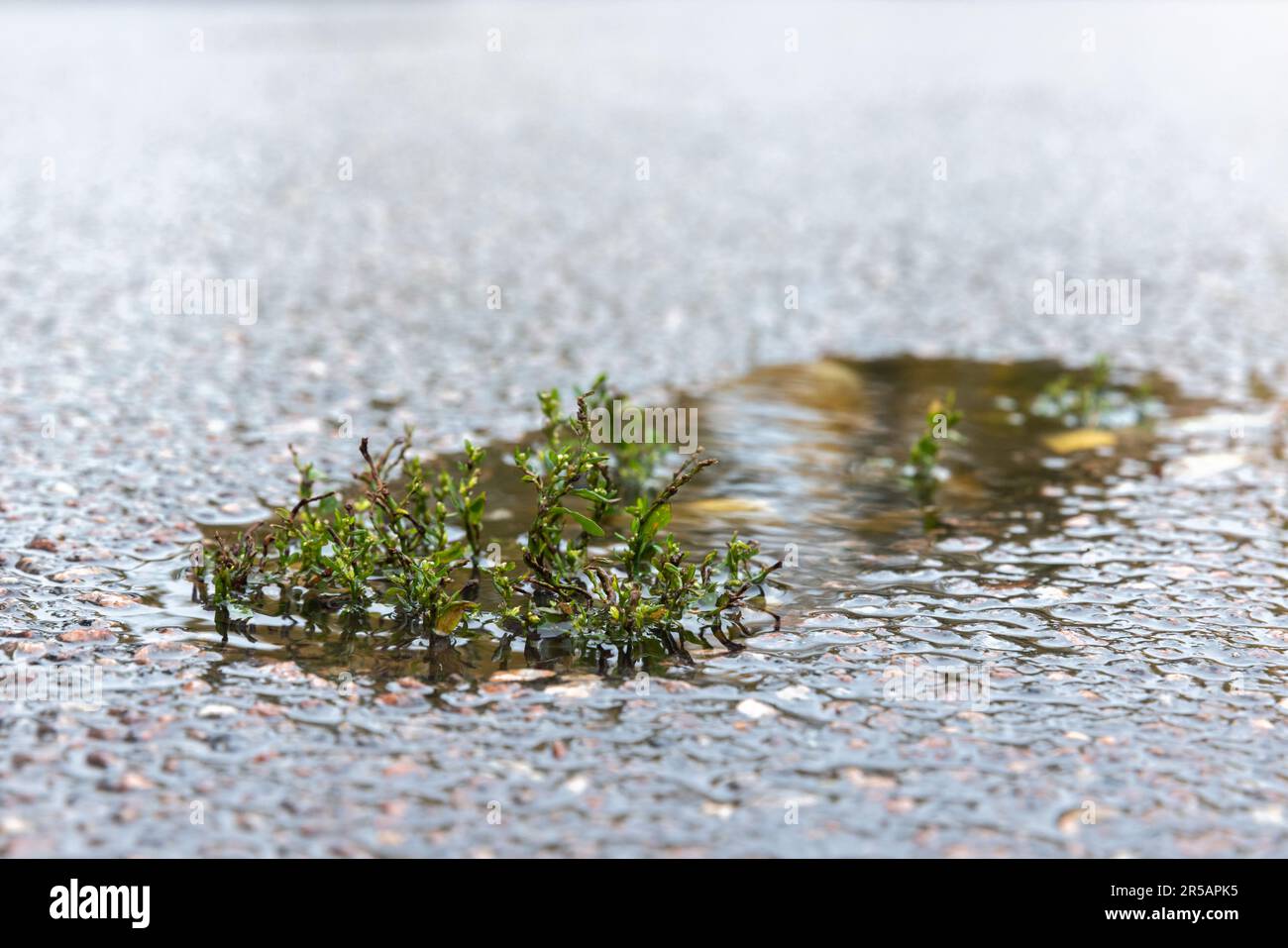 Small green plant grows in a puddle on an asphalt road, abstract urban ...