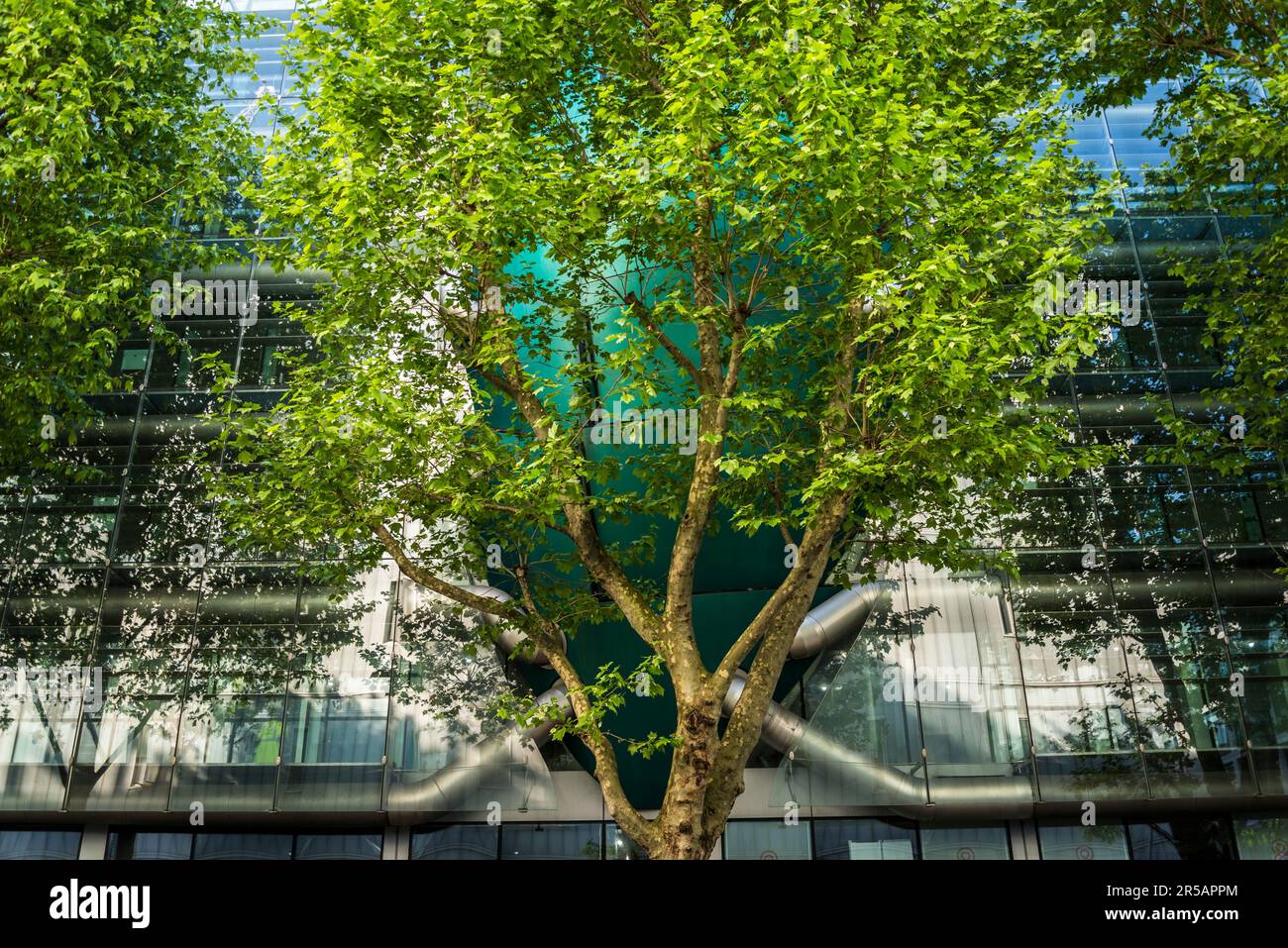 Tree merging with the ARUP Campus Building, Howland Street, Fitzrovia ...