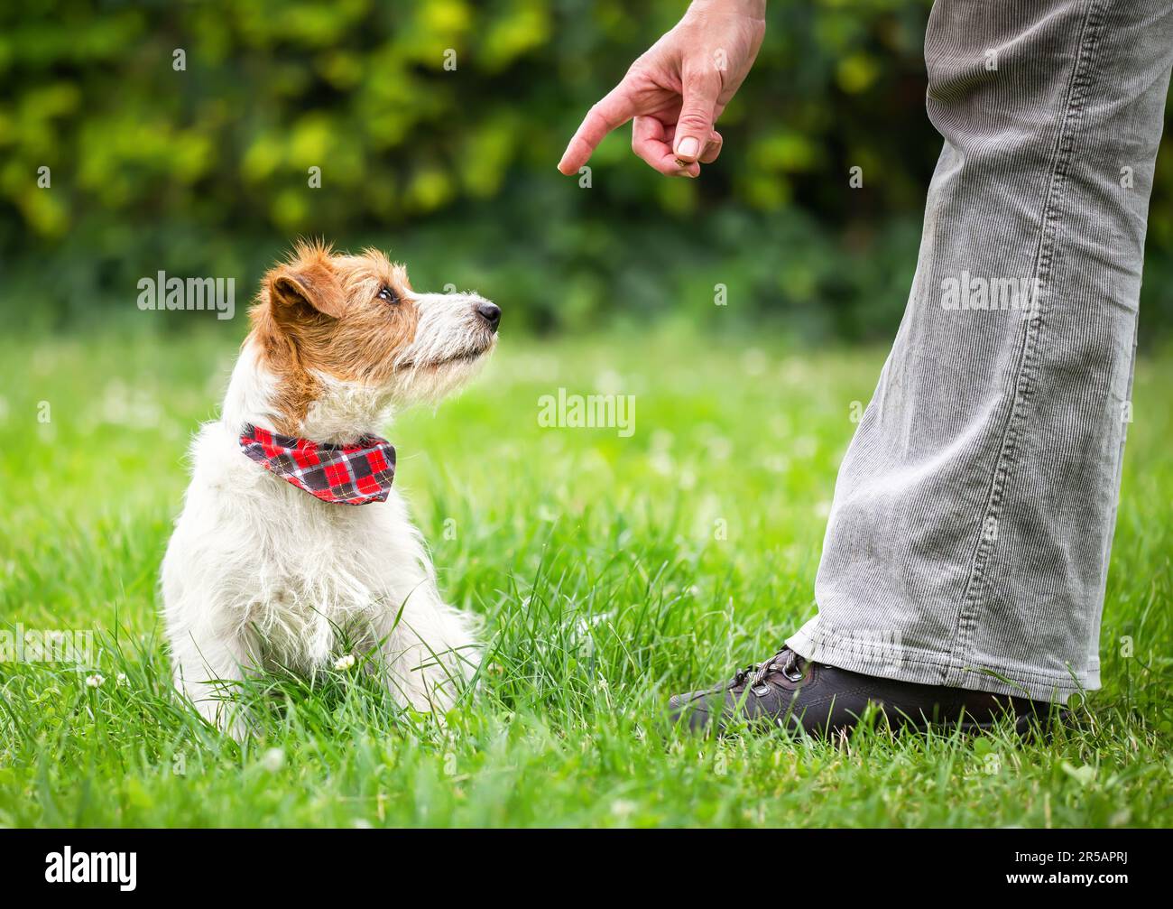 Trainer teaching her obedient happy dog to sit and wait. Pet puppy ...