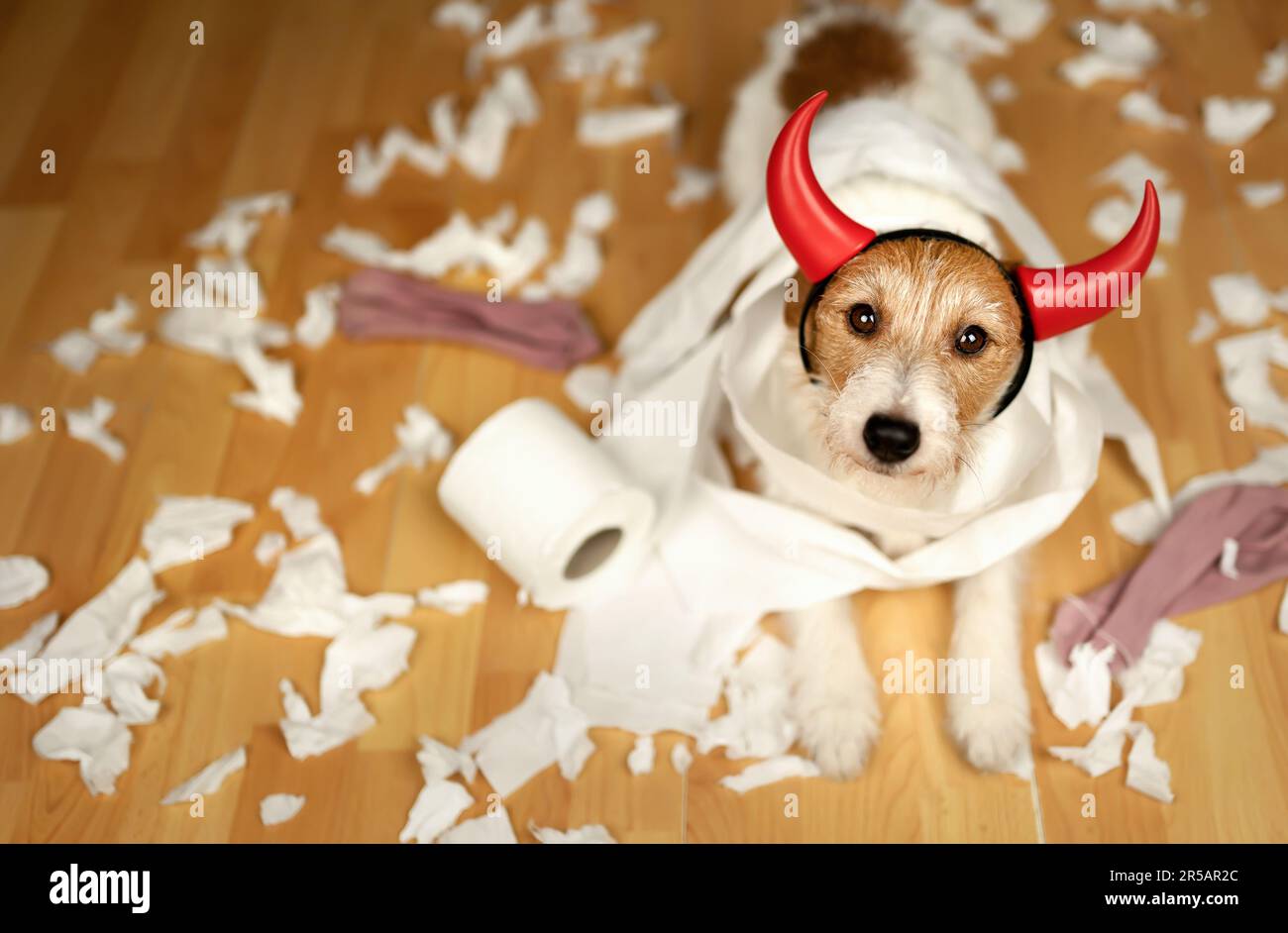 Funny, active naughty dog after biting, chewing a toilet paper. Pet ...