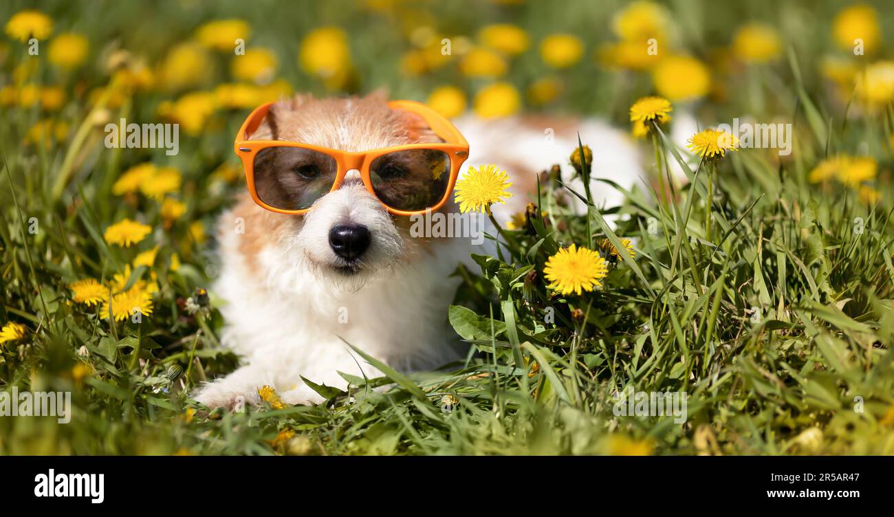 Funny Lazy Dog