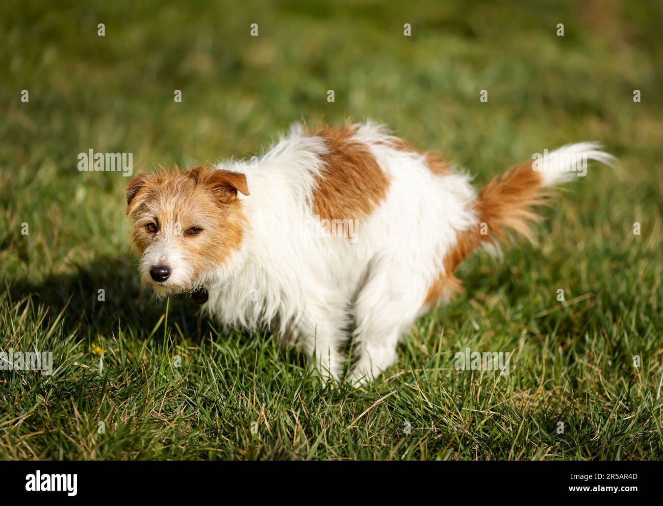 Funny dog doing toilet in the park grass. Pooping, defecating, pet ...