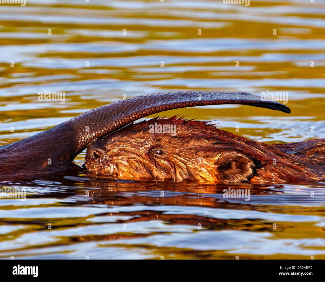 Beaver head close-up view with a beaver tail covering its head and ...