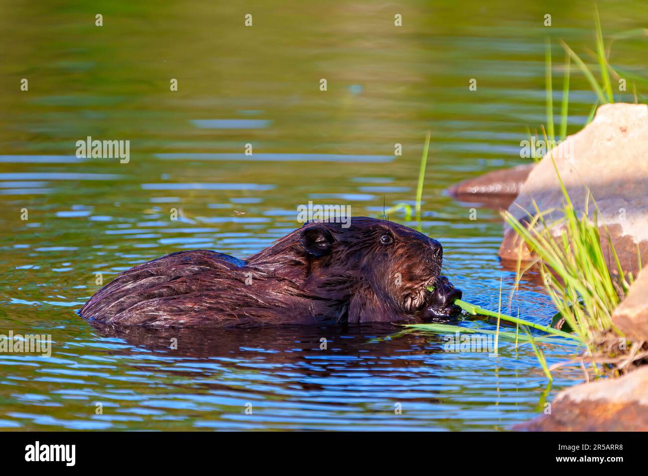 Beaver close-up side view eating aquatic plant in a water stream flow ...