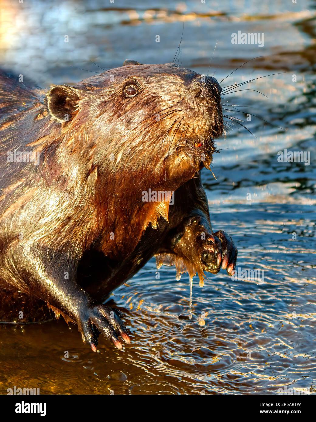 Beaver head close-up view in a water stream flow and enjoying its ...