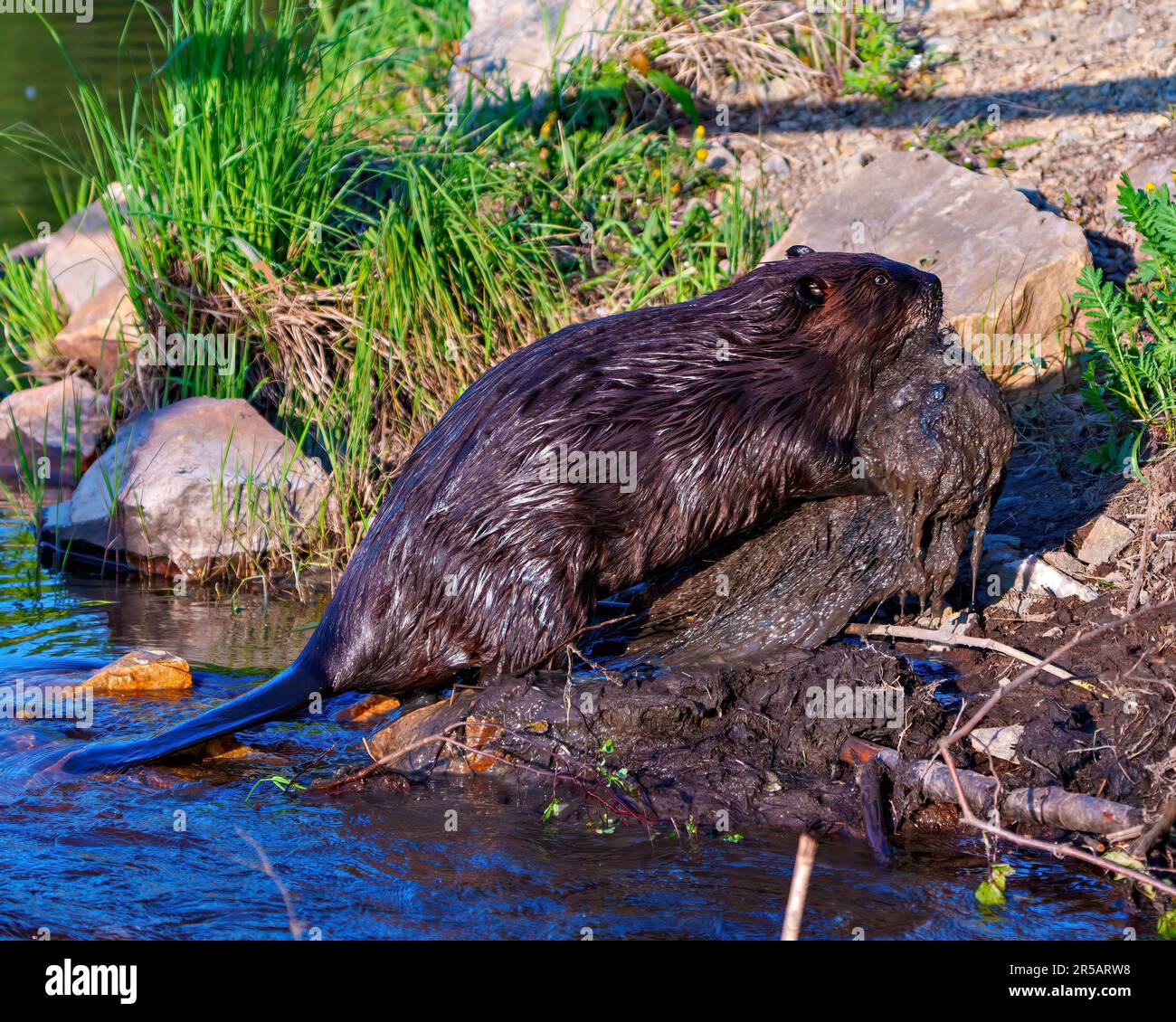 Beaver close-up side view, building a beaver dam for protection ...