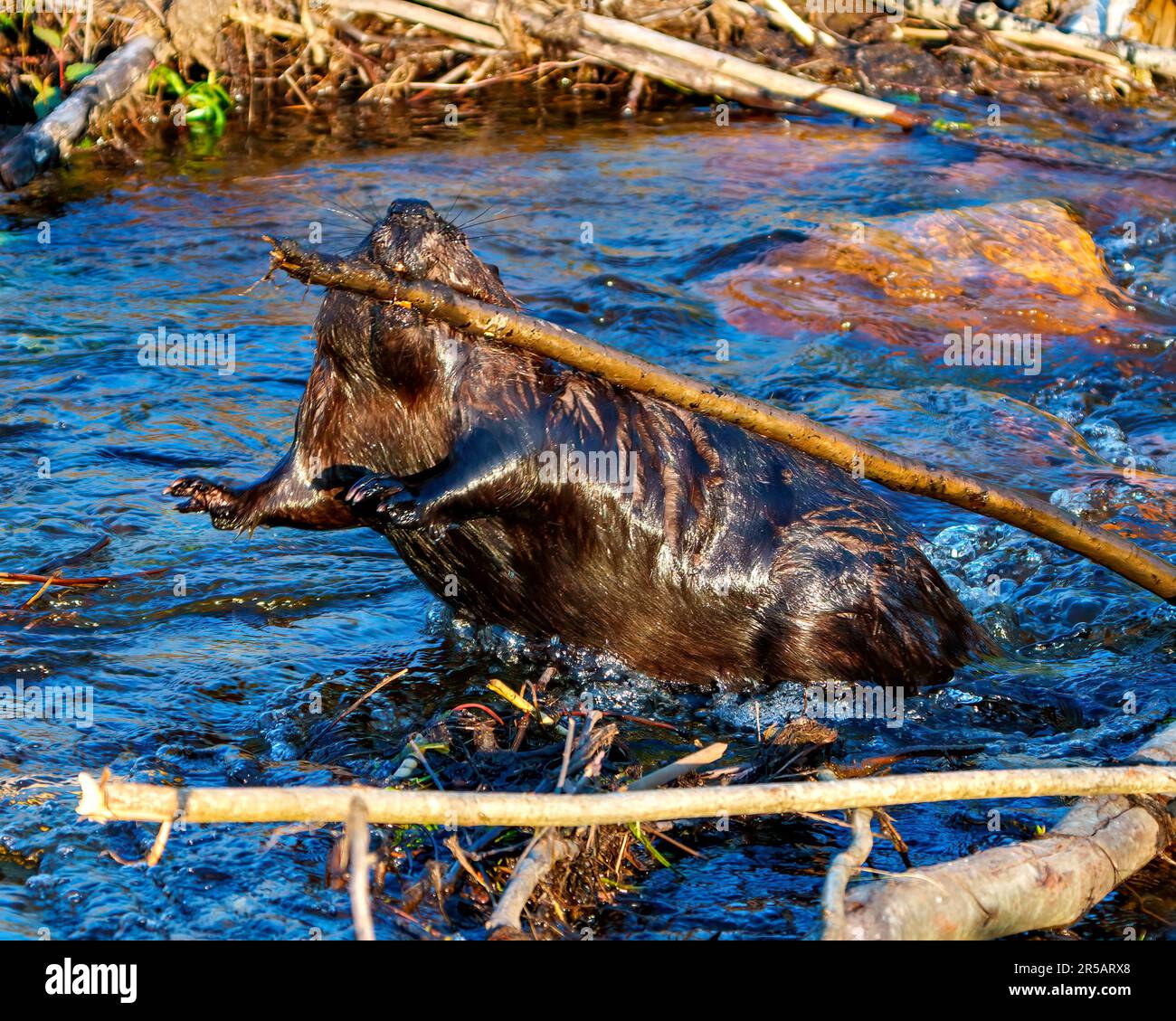 Beaver close-up view building a beaver dam in a water stream flow and ...