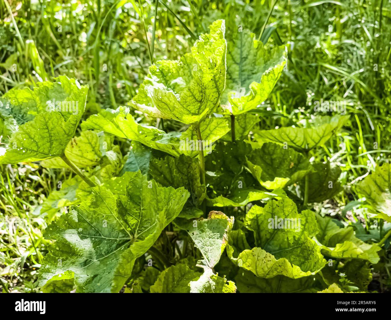 A bush of common mallow on a windy May day. The mallow has not released ...