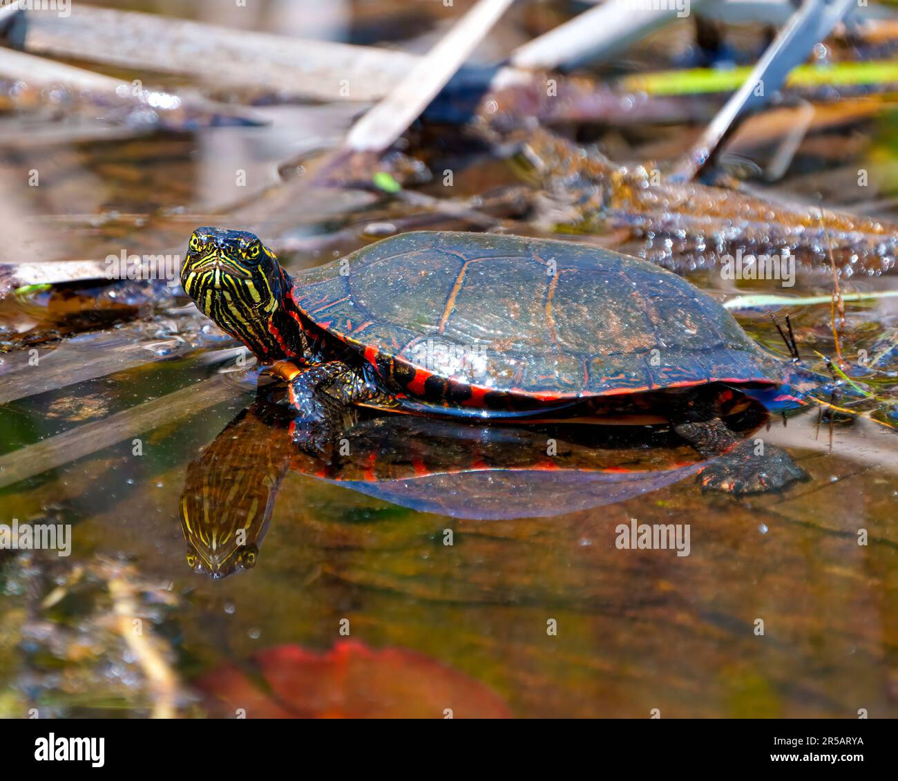 Painted turtle close up side view looking at camera with a reflection ...