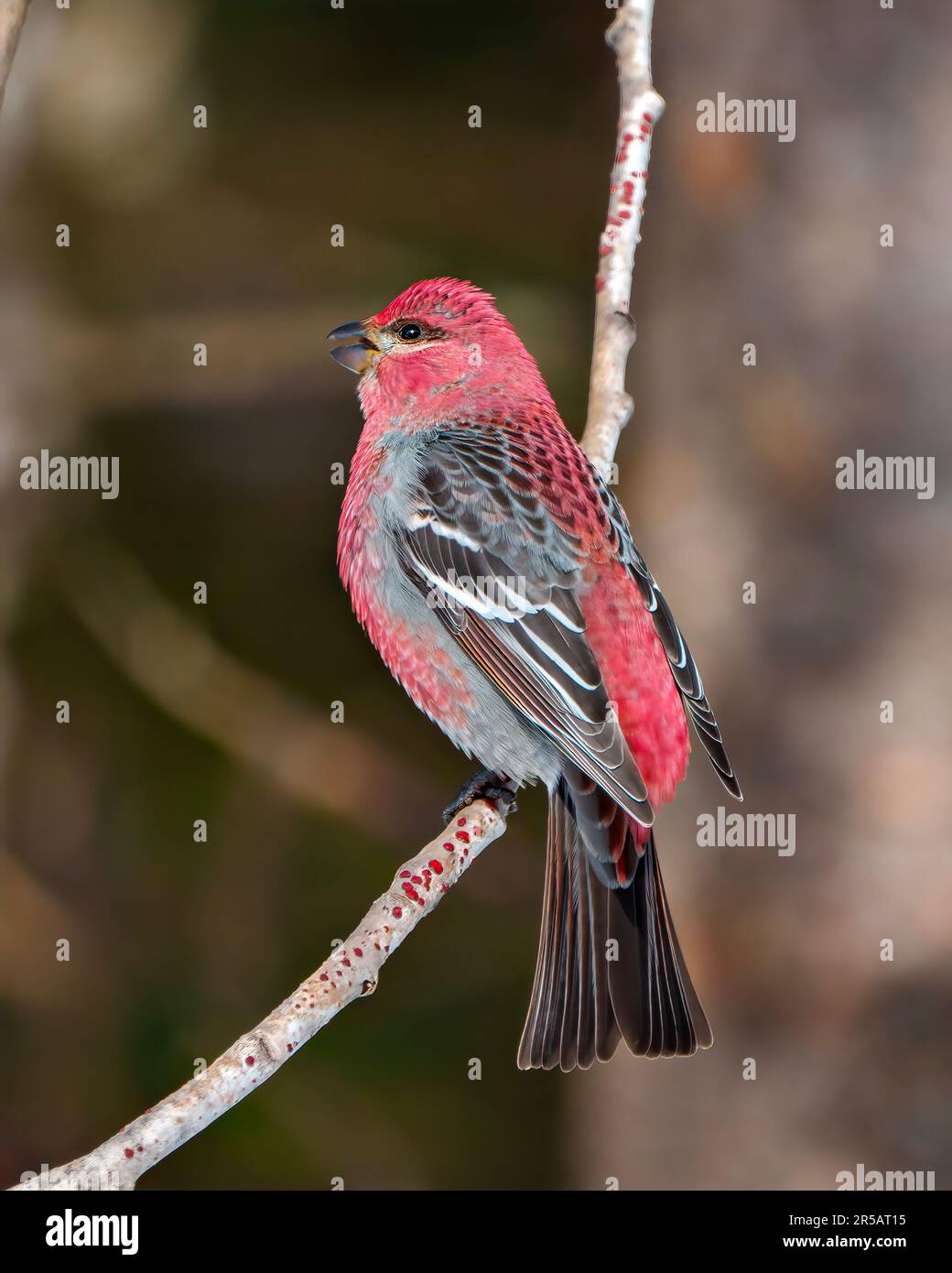 Red grosbeak hi-res stock photography and images - Alamy