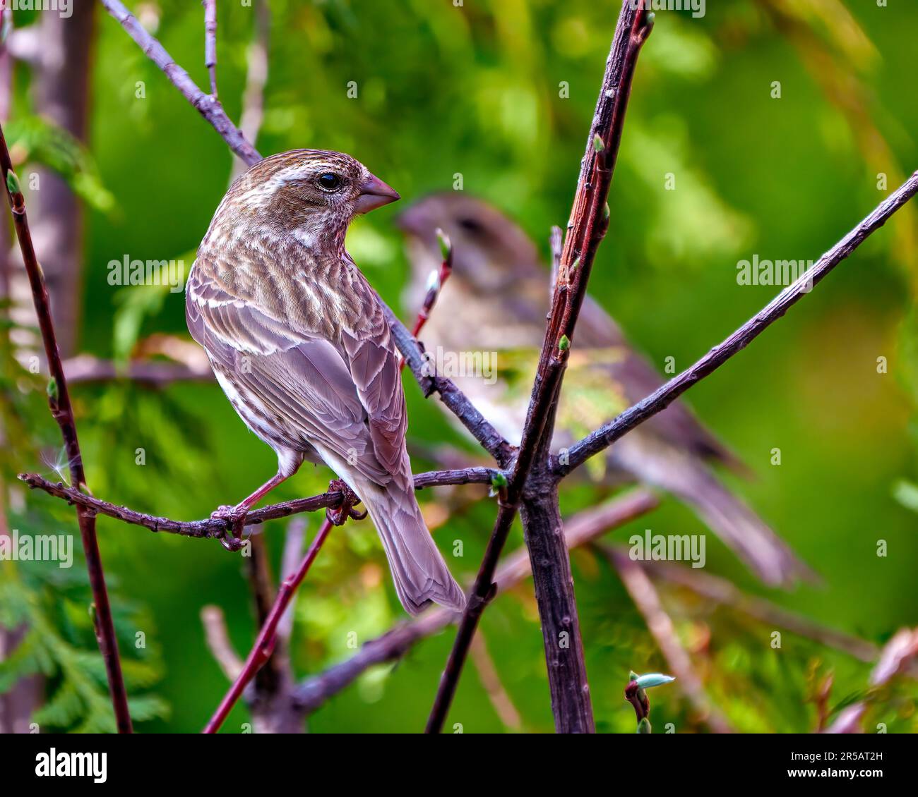 Finch female close-up rear view, perched on a branch with a blur bird ...