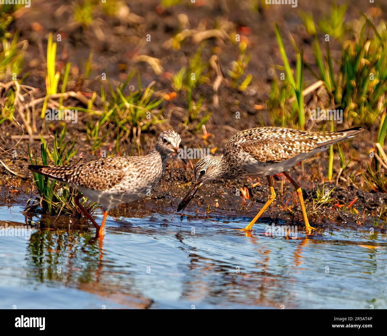 Common Sandpiper birds facing each other and foraging for food in a ...