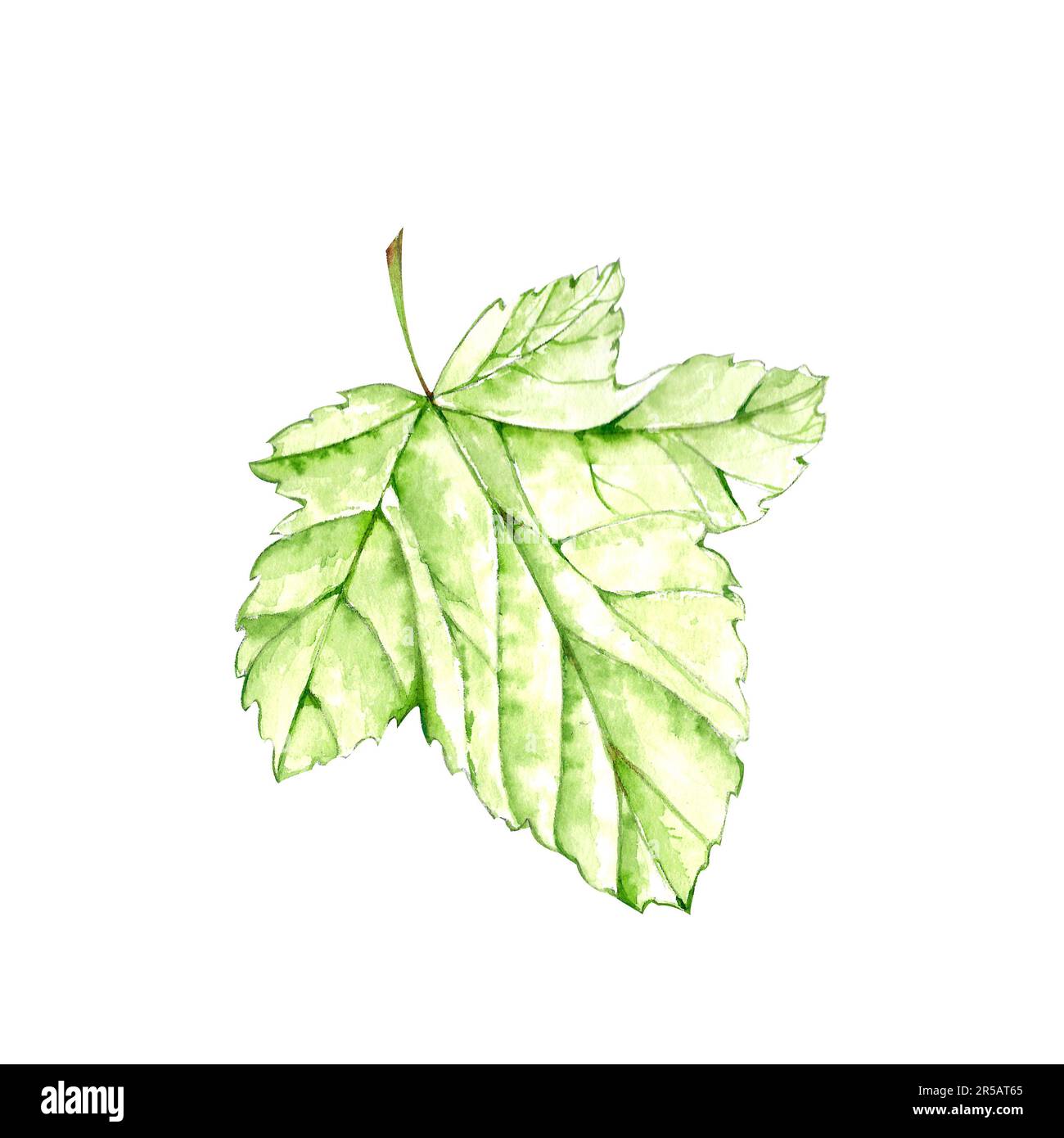 a set of watercolor elements. juicy raspberries with leaves. for ...