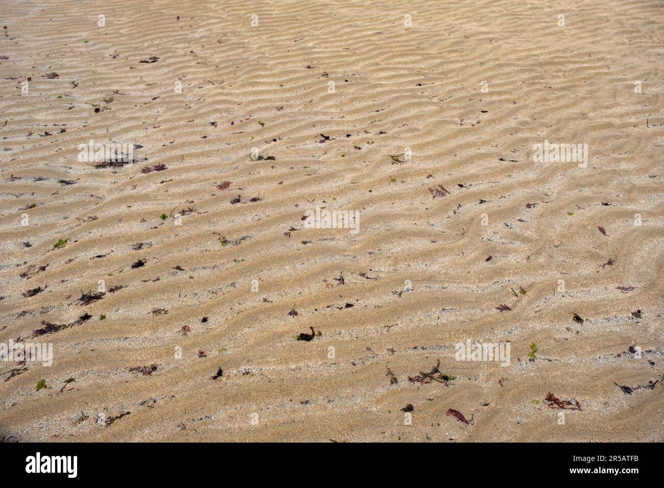 Wavy patterns of sand ripples and small seaweeds washed up in the beach ...