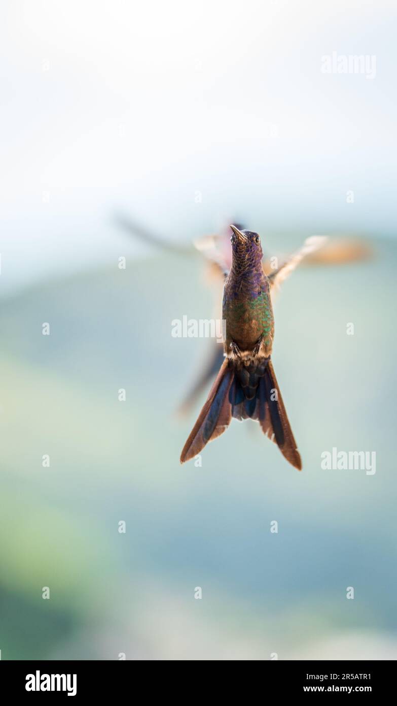 Stunning Hummingbird in Flight with Vibrant Colored Feathers Stock ...