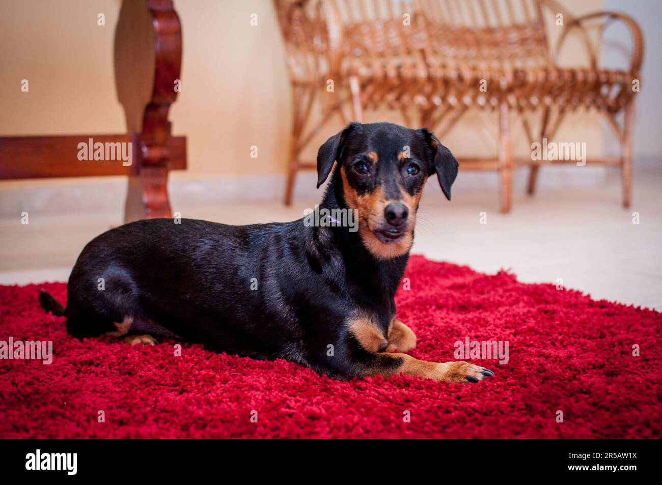 Cute miniature German dwarf pinscher pet dog in home setting Stock ...