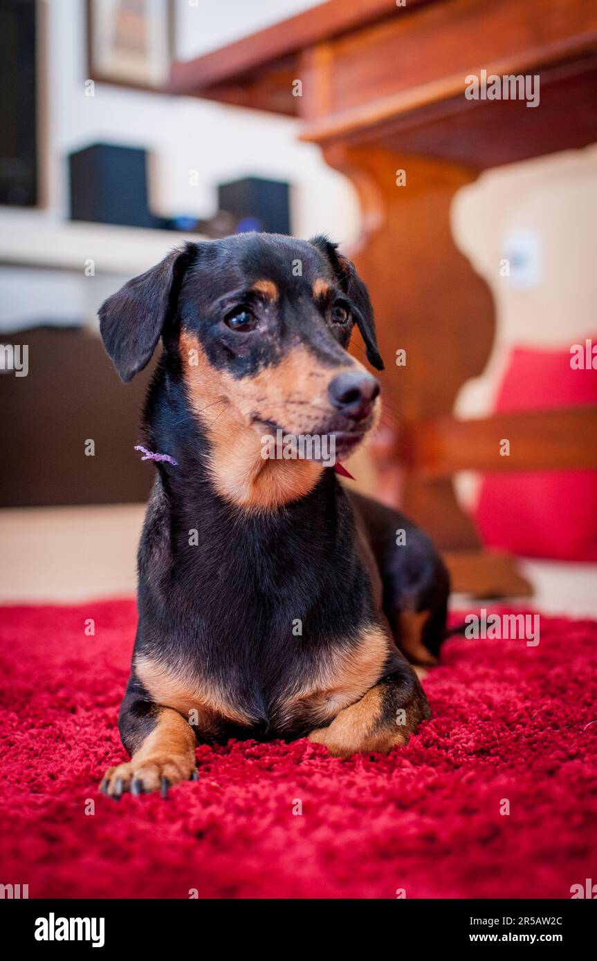 Cute miniature German dwarf pinscher pet dog in home setting Stock ...