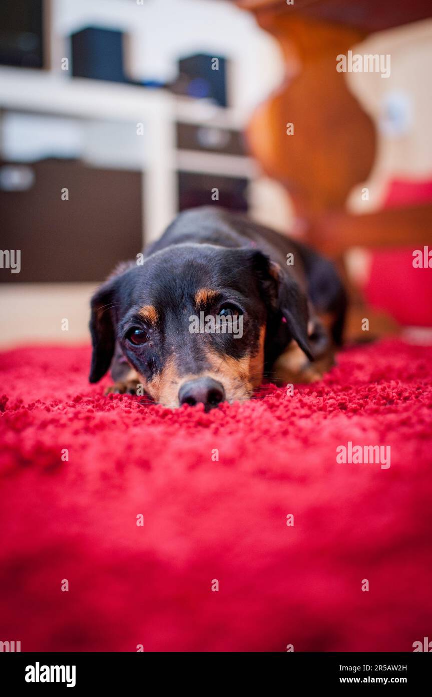 Cute miniature German dwarf pinscher pet dog in home setting Stock ...