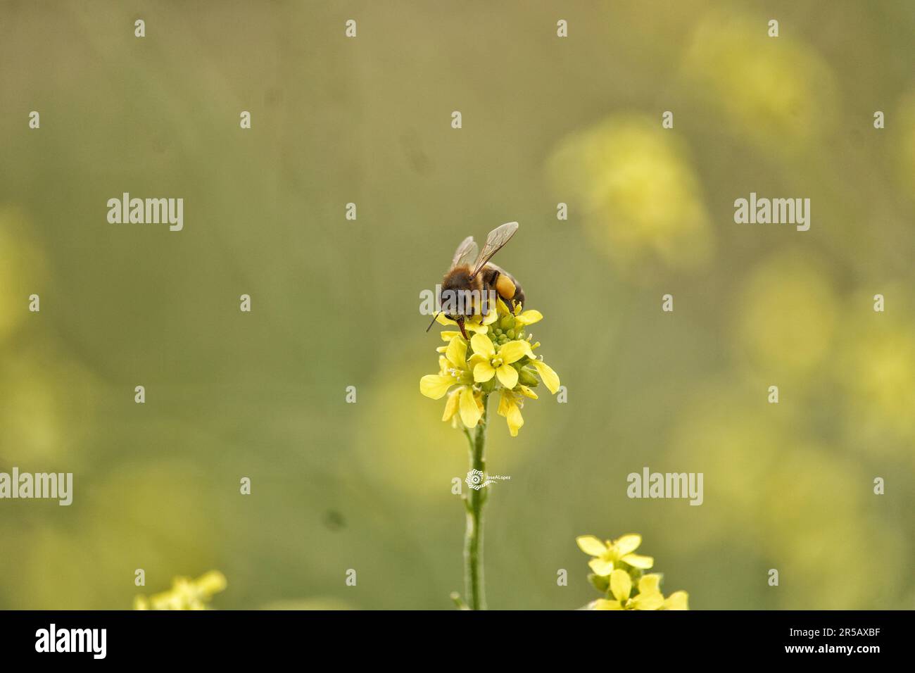Planta de abeja hi-res stock photography and images - Alamy