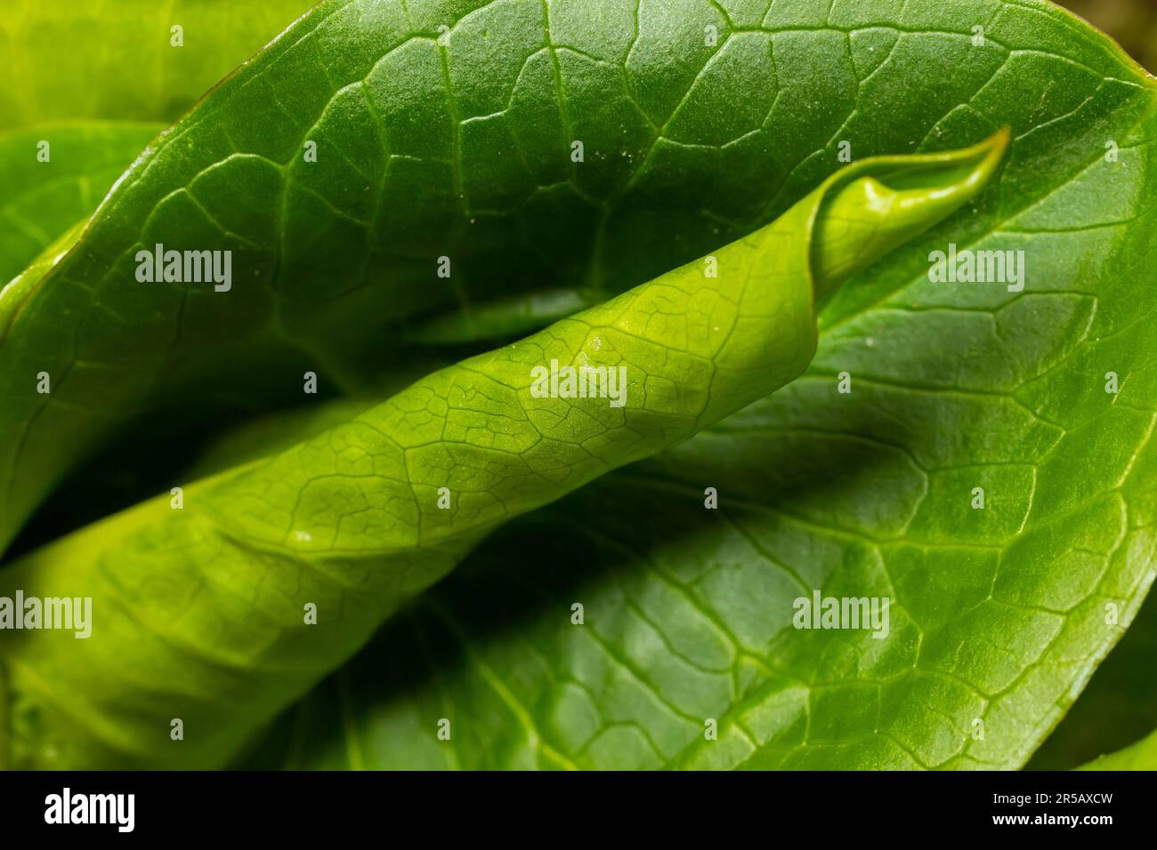 Cuckoopint or Arum maculatum arrow shaped leaf, woodland poisonous ...