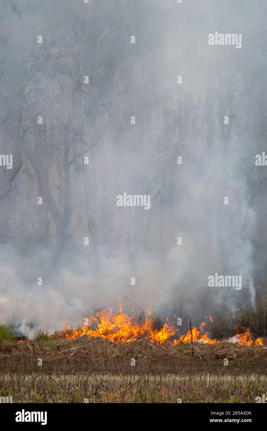 Fire, Smoke,Hazard Reduction Burn, Hastie Swamp, Australia Stock Photo ...