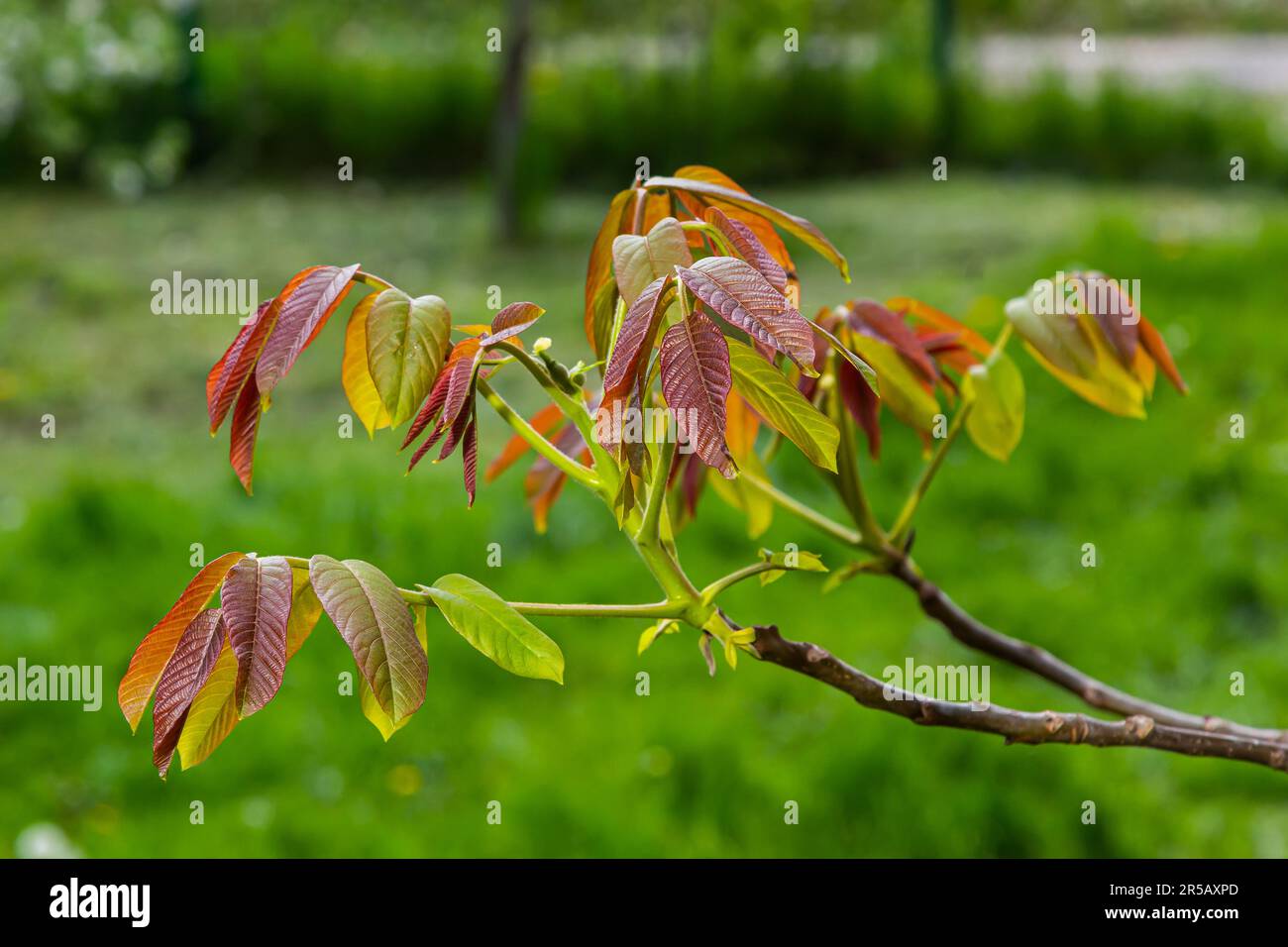 Walnut twig in spring, Walnut tree leaves and catkins close up. Walnut ...