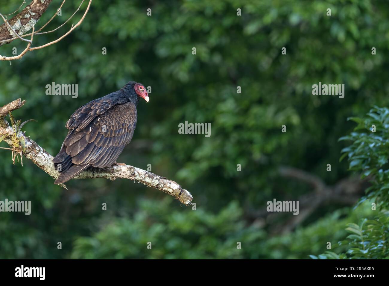Turkey Vulture - Cathartes aura, large unique bird of prey from Central ...