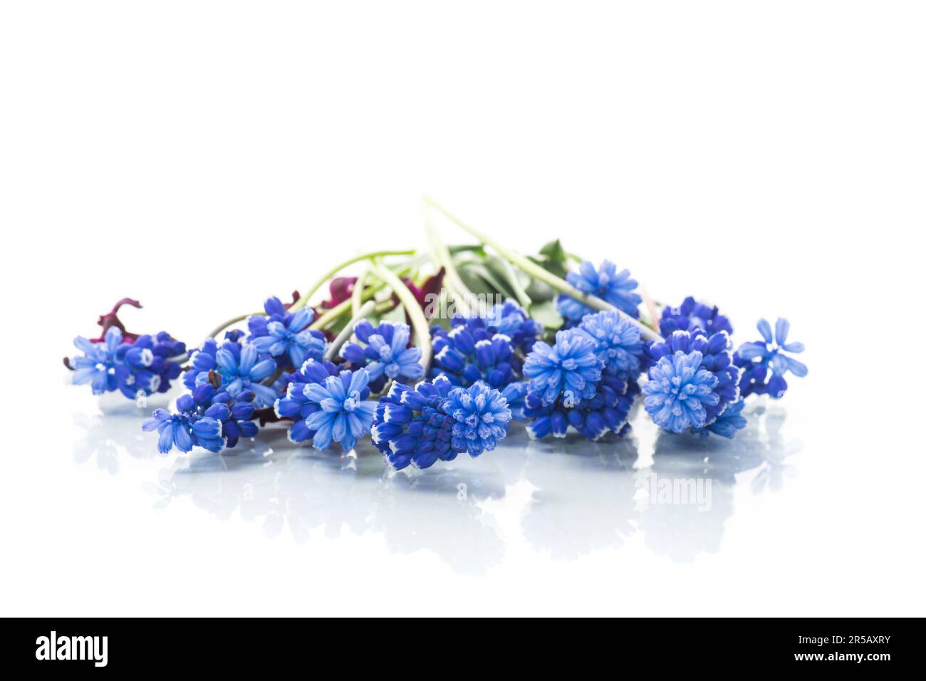 cute spring little colored flowers isolated on white background Stock ...