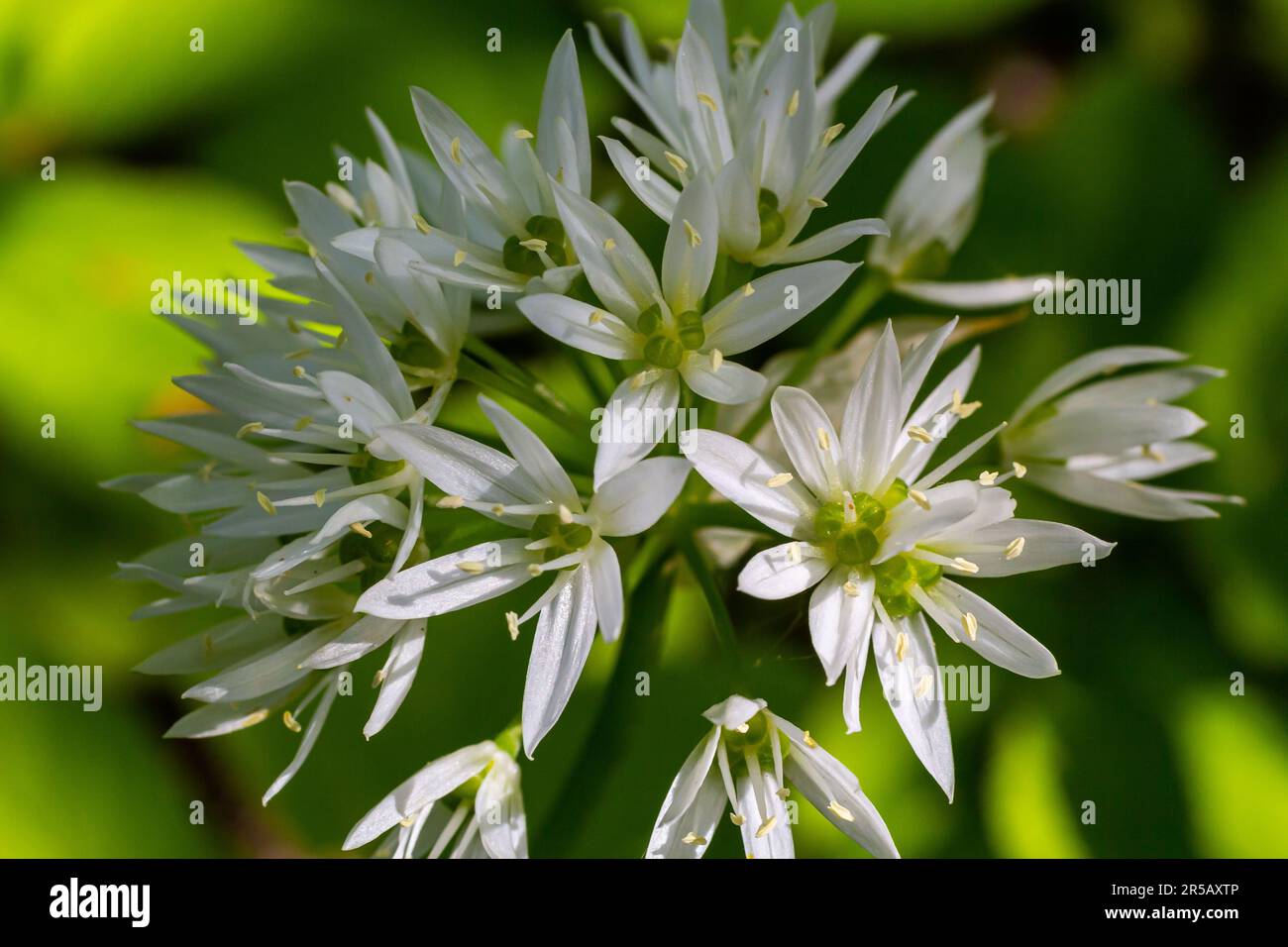 Beautiful blooming white flowers of ramson - wild garlic Allium ursinum ...