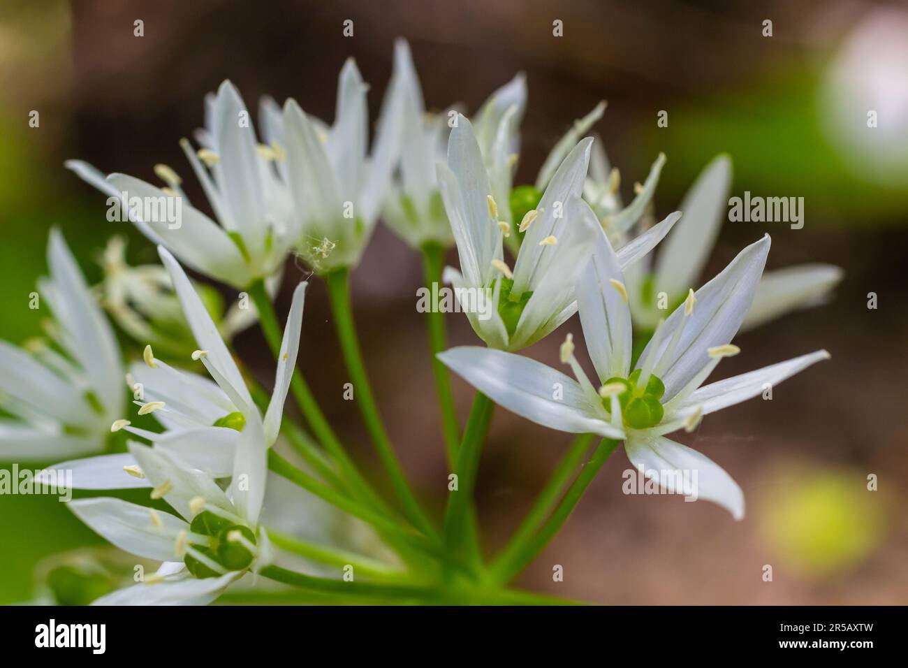 Beautiful blooming white flowers of ramson - wild garlic Allium ursinum ...