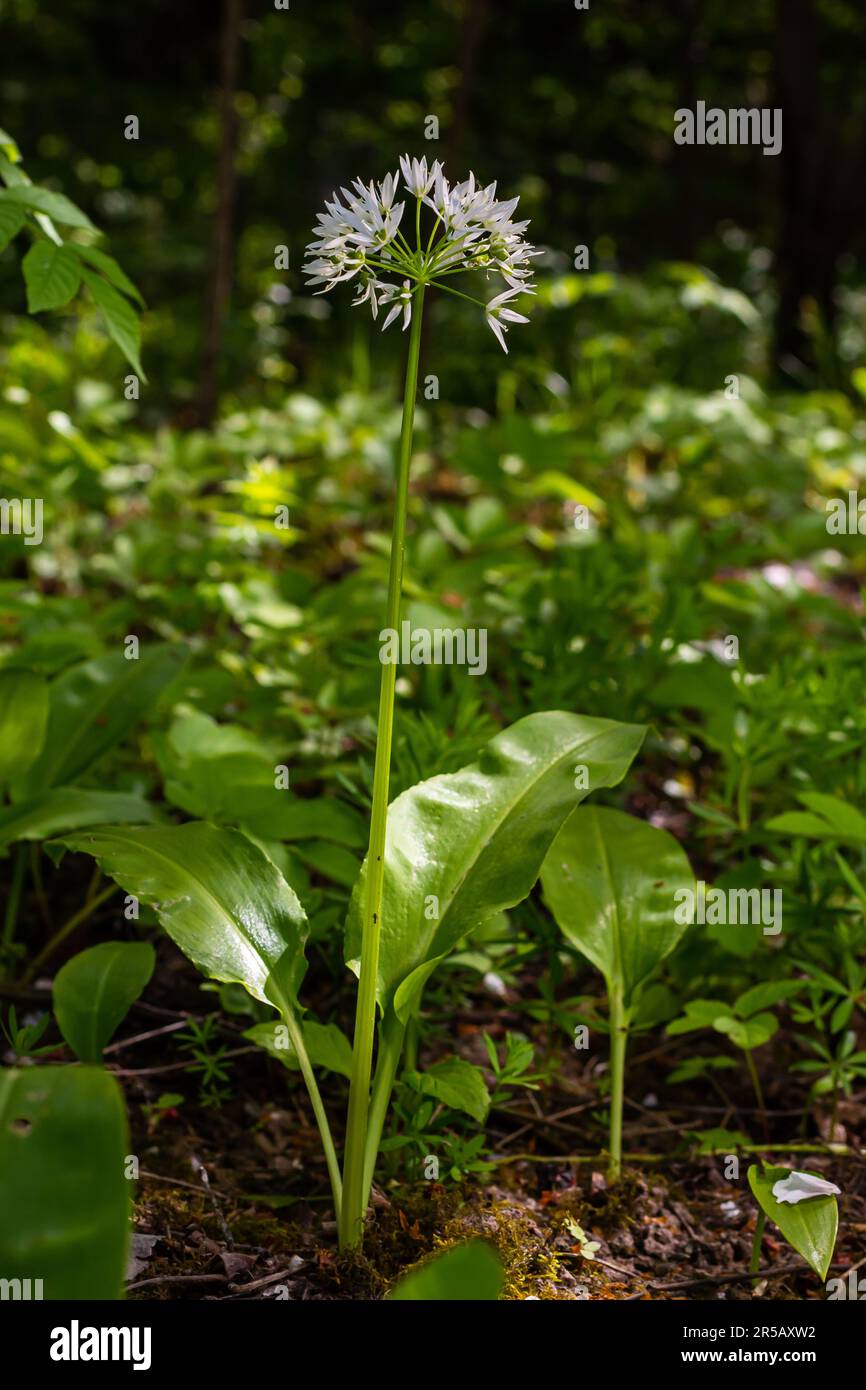 Beautiful blooming white flowers of ramson - wild garlic Allium ursinum ...