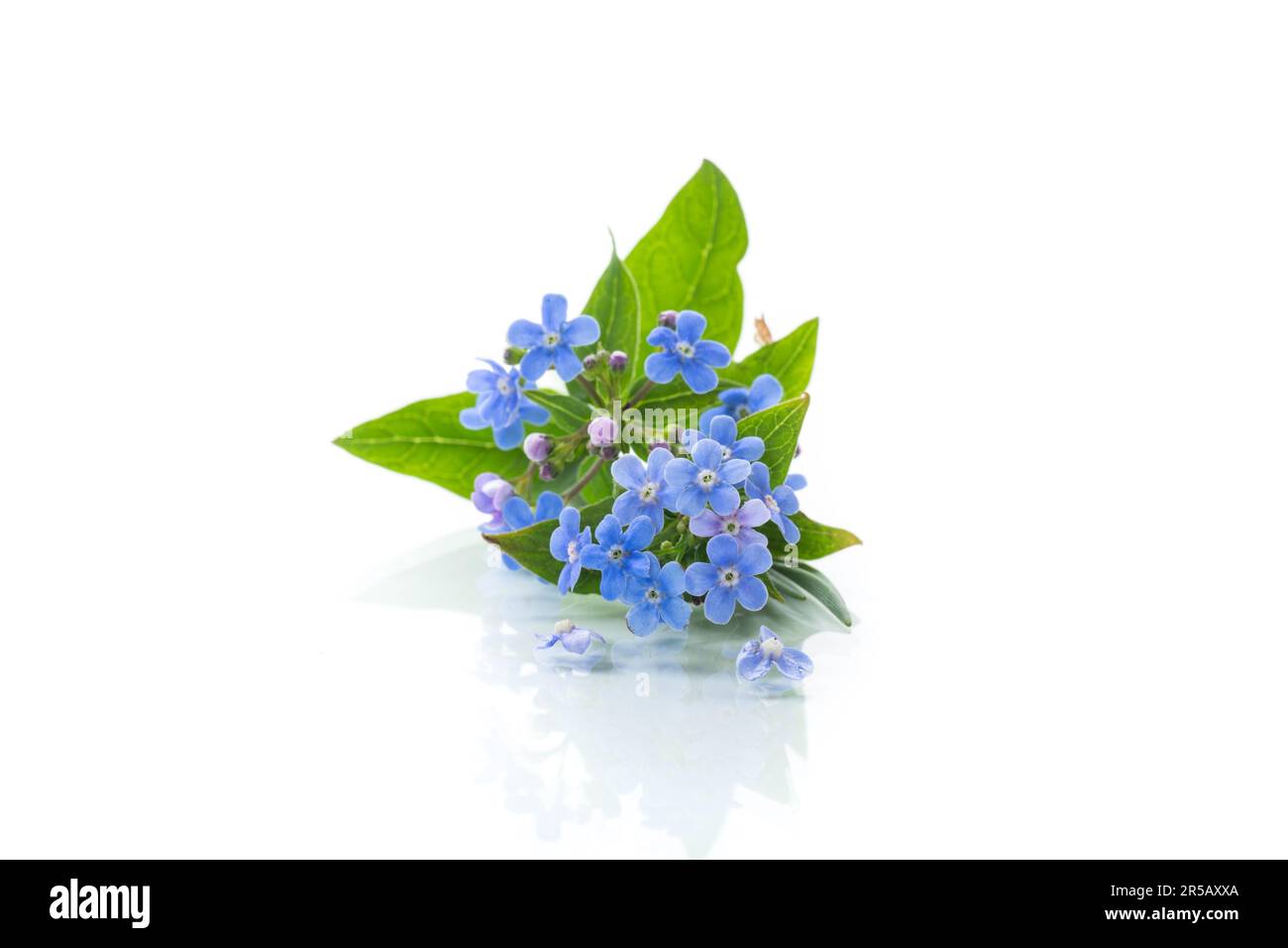 small blue forget-me-not flowers isolated on white background Stock ...
