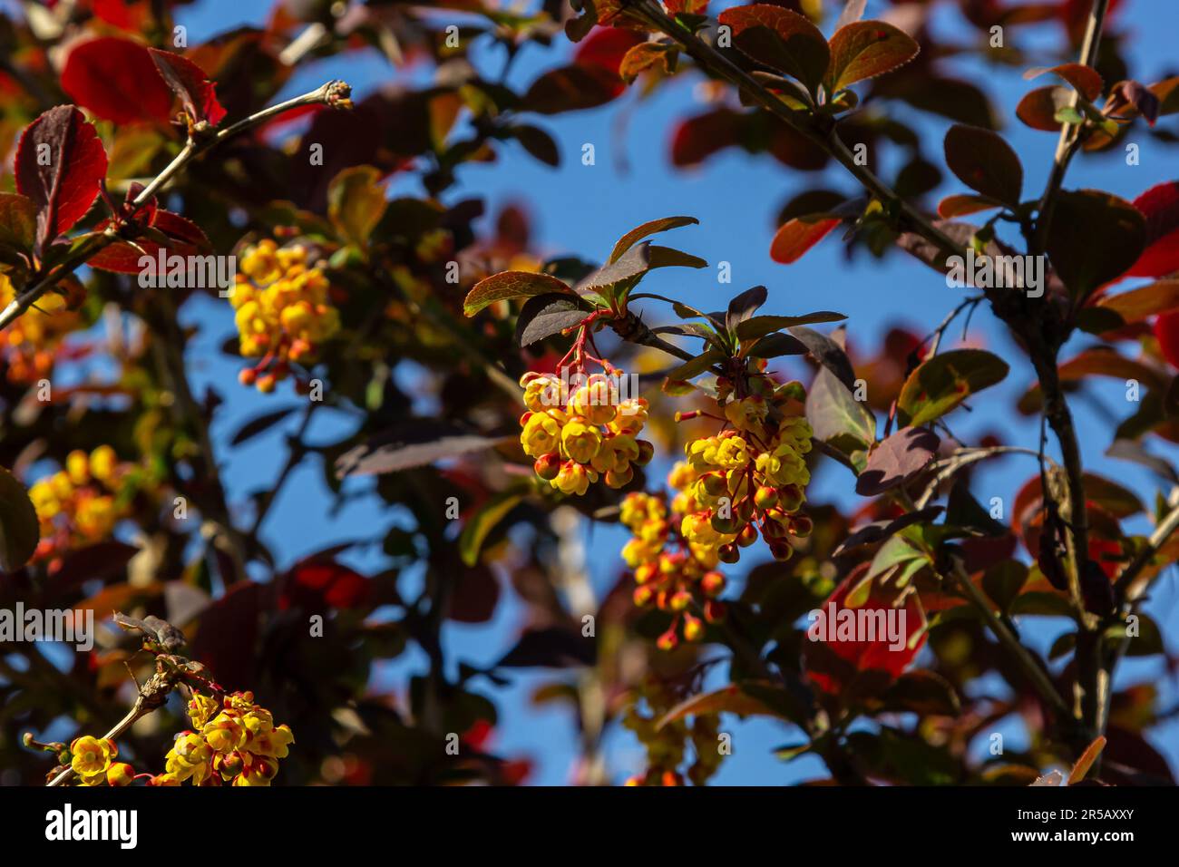 Berberis thunbergii japanese barberry ornamental flowering shrub, group ...