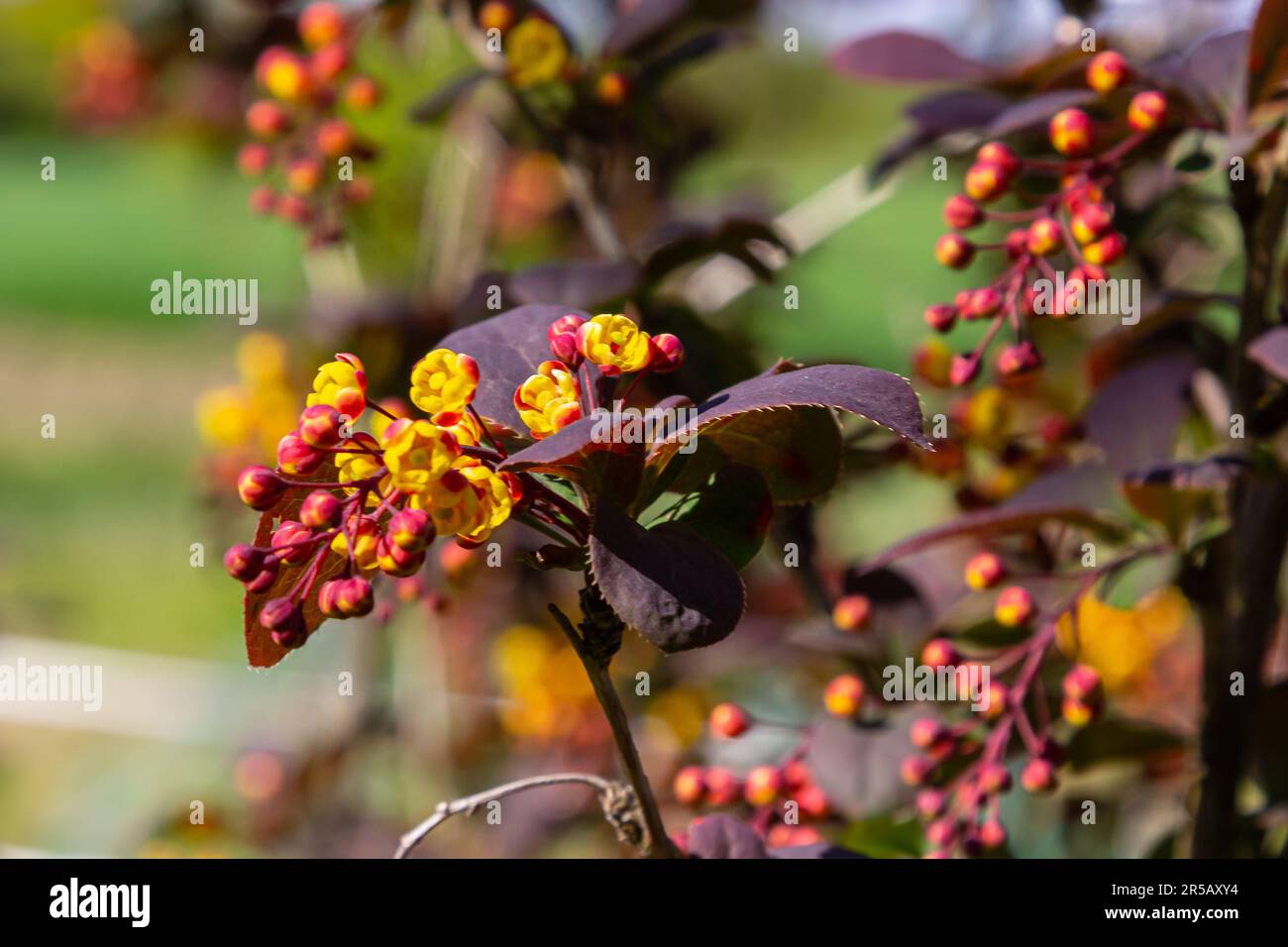 Berberis thunbergii japanese barberry ornamental flowering shrub, group ...